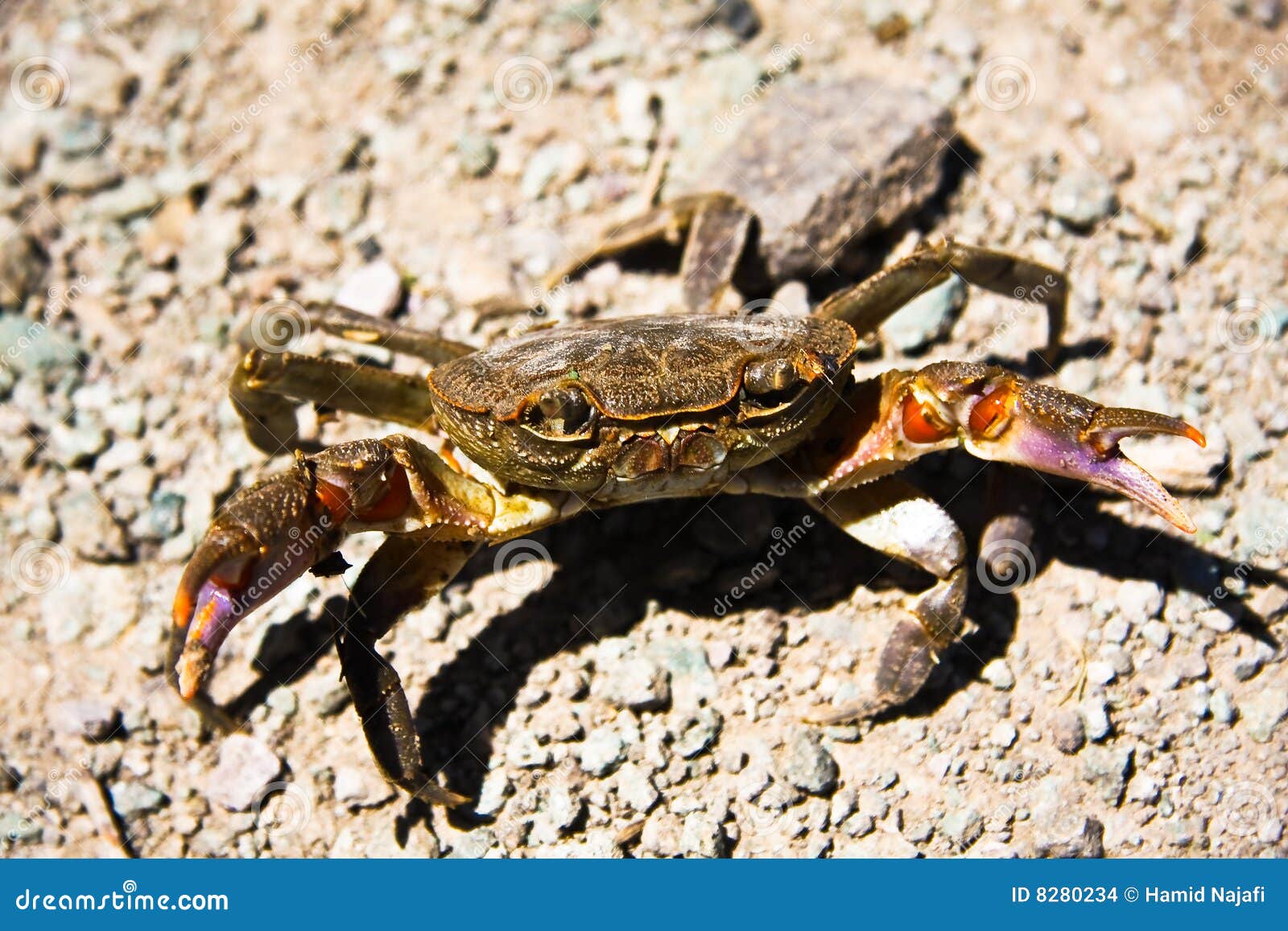 Claws stock photo. Image of crab, nature, clutch, defending - 8280234