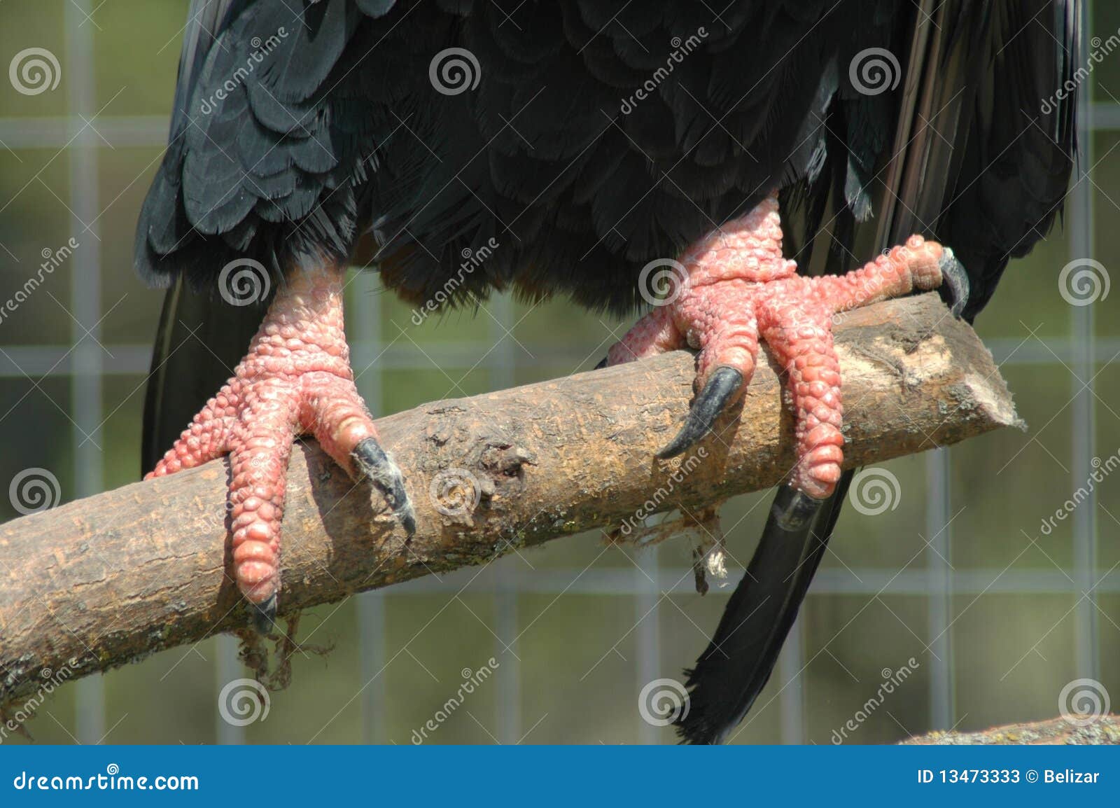Claws of a Bateleur Eagle (Terathopius Ecaudatus) Stock Image - Image ...