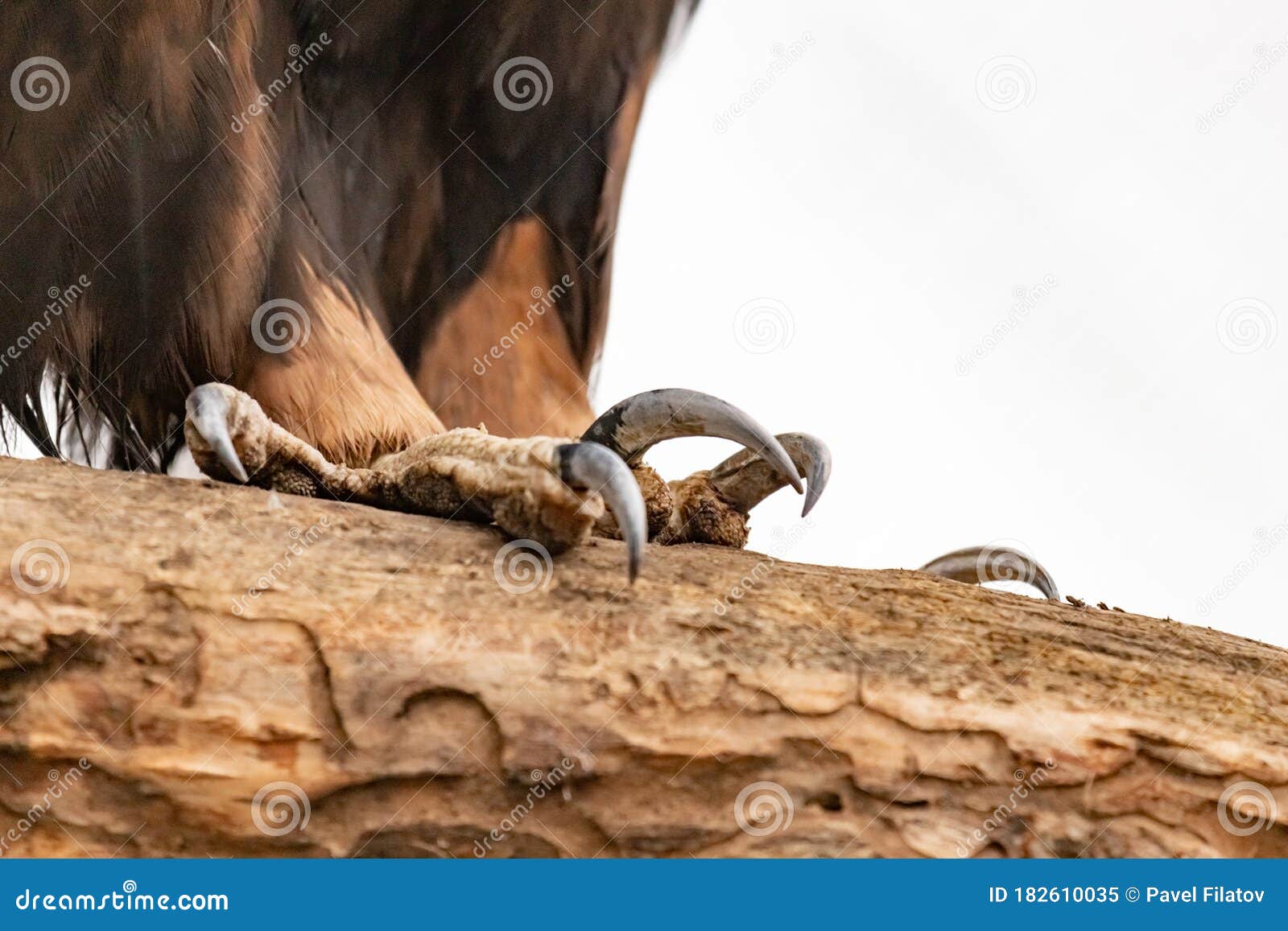 Claws of a Bird of Prey Sitting on a Log. Stock Image - Image of animal ...