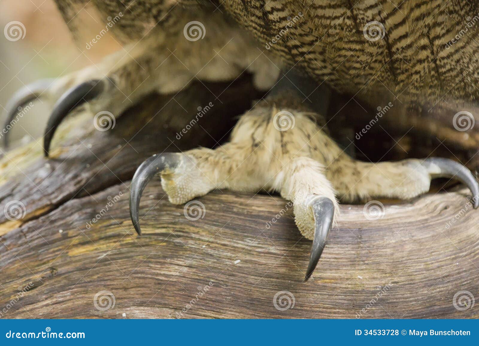 Claws of Eurasian Eagle-Owl Stock Photo - Image of head, european: 34533728