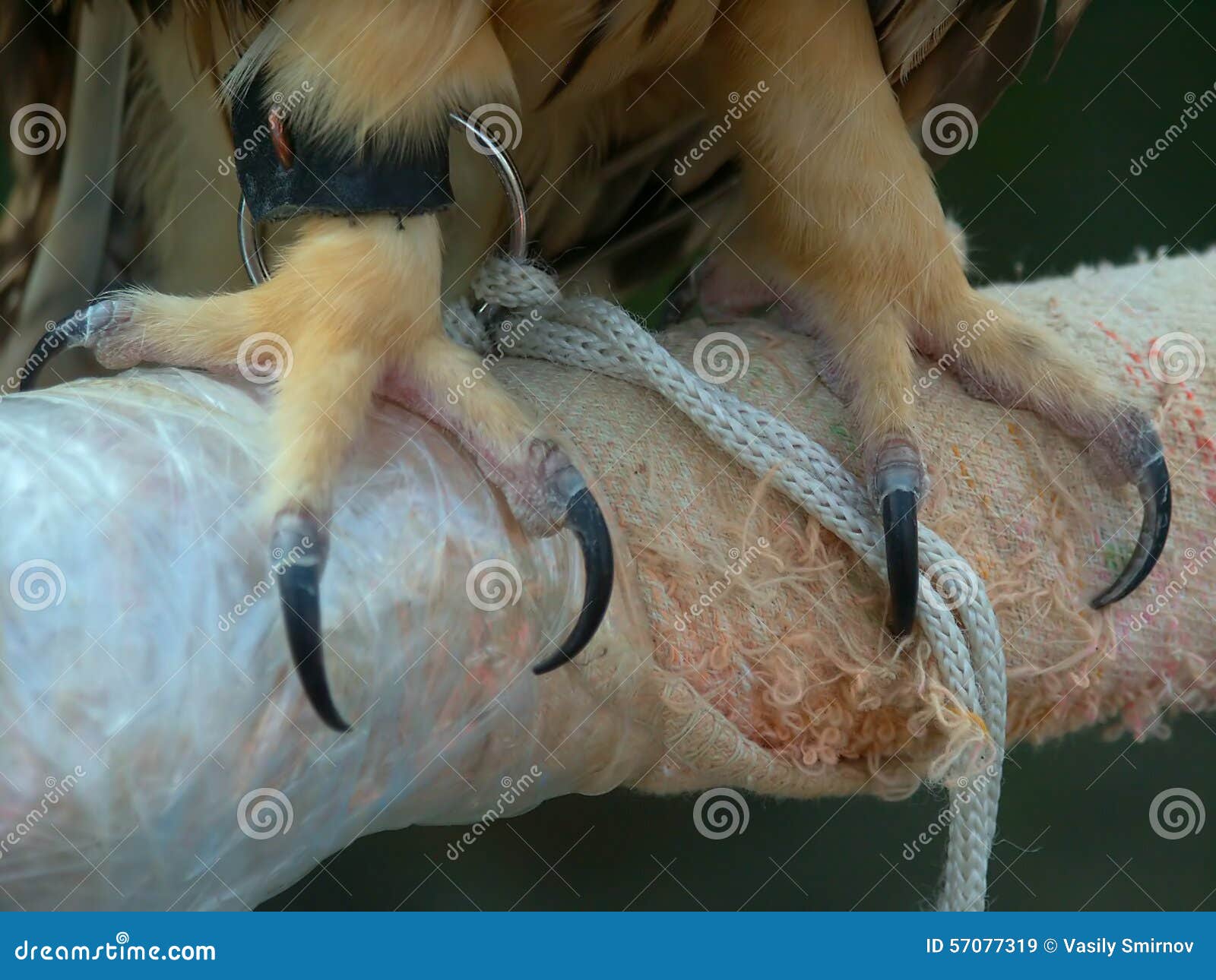 Claws falcon stock image. Image of hawk, jesses, foot - 57077319