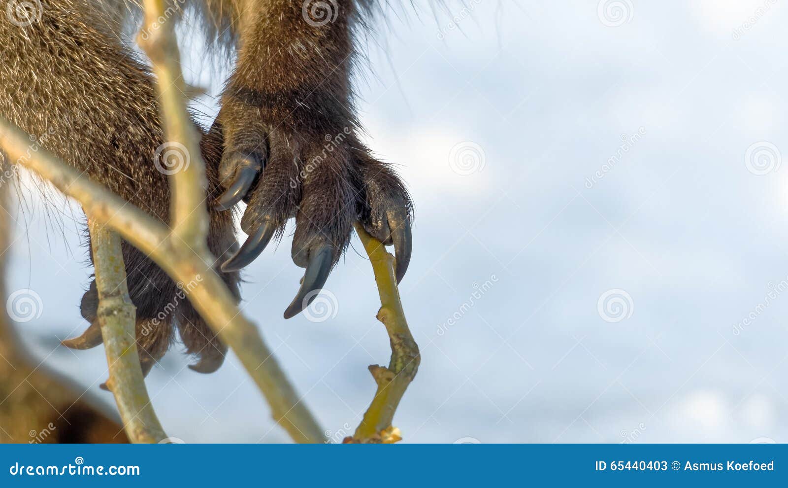 Claws. or Hands of a Red-necked Wallaby Stock Image - Image of ...