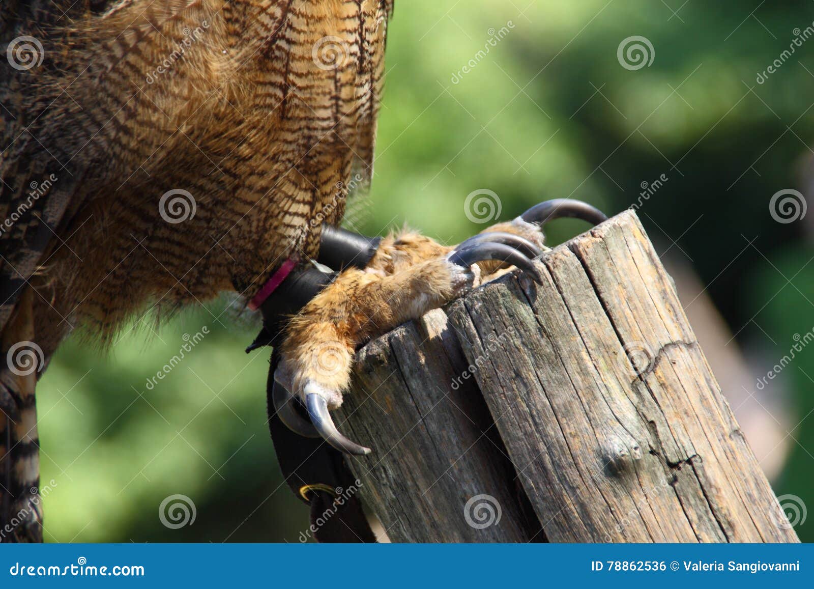 Claws of the hawk stock photo. Image of feathers, hunting - 78862536