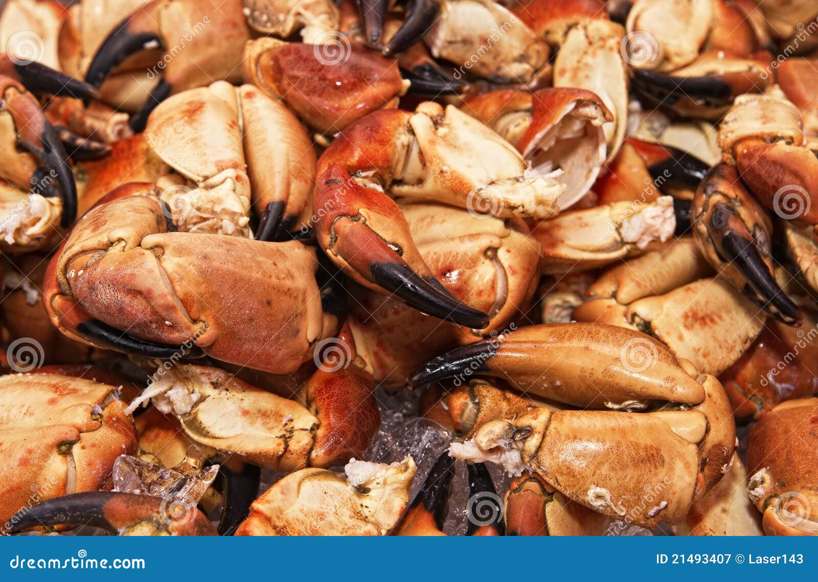 Claws of a huge crab stock image. Image of table, claws - 21493407
