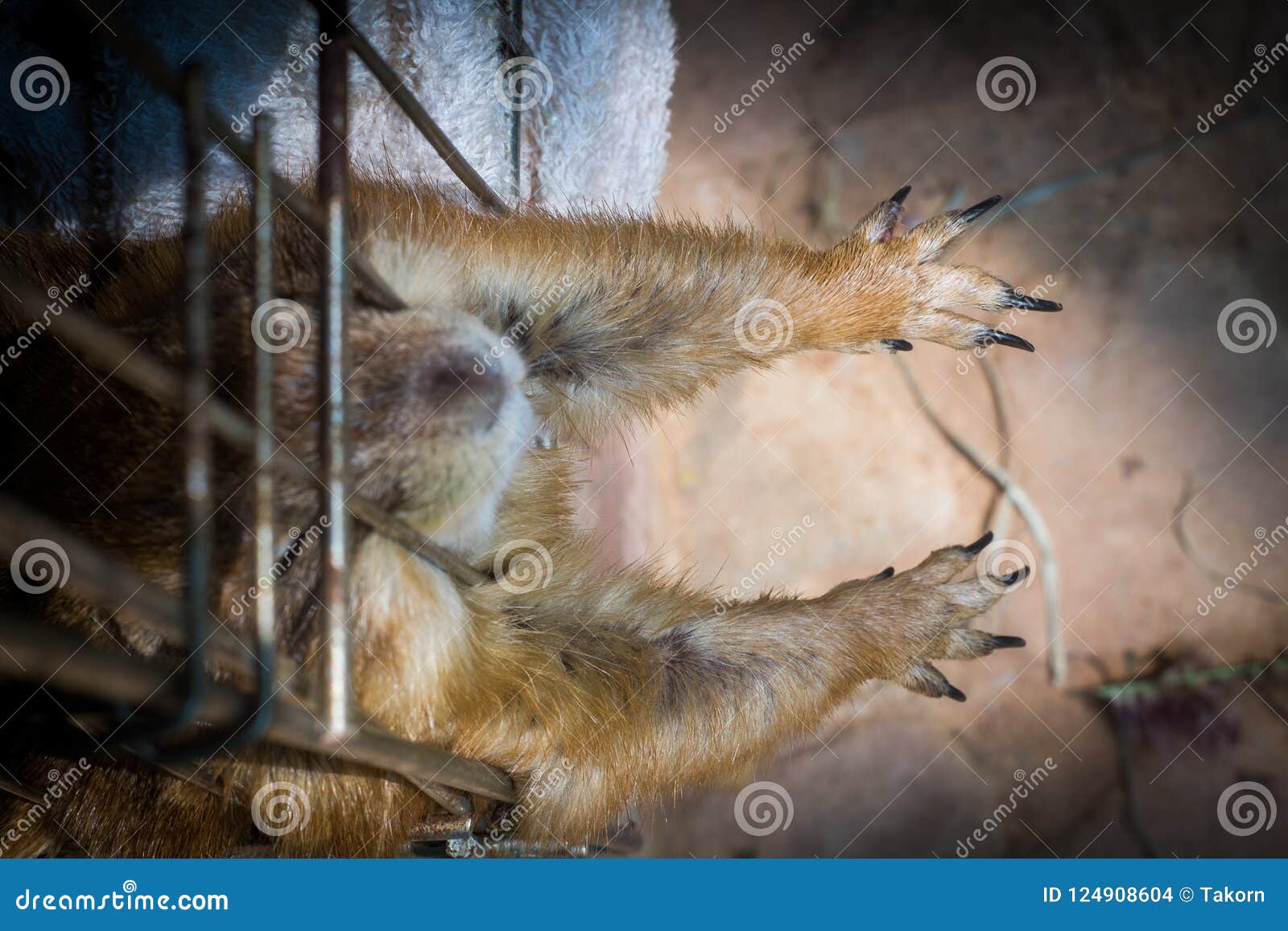 The Claws of a Large Rat Sleeping in a Private Cage. Stock Photo ...