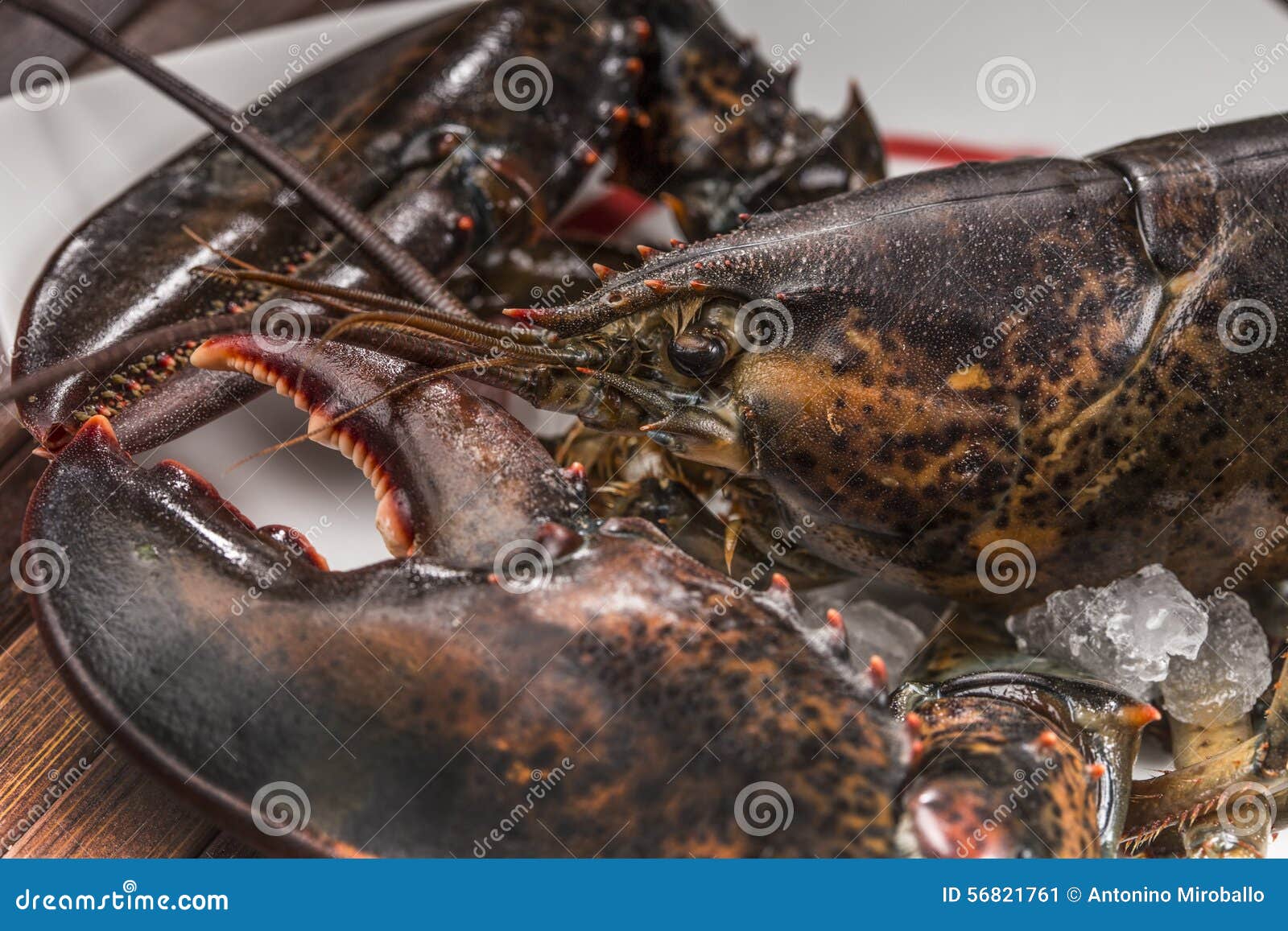 Claws of lobster stock image. Image of claws, shellfish - 56821761