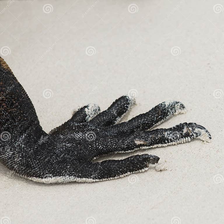 Claws of marine iguana stock photo. Image of monster, fate - 4309344