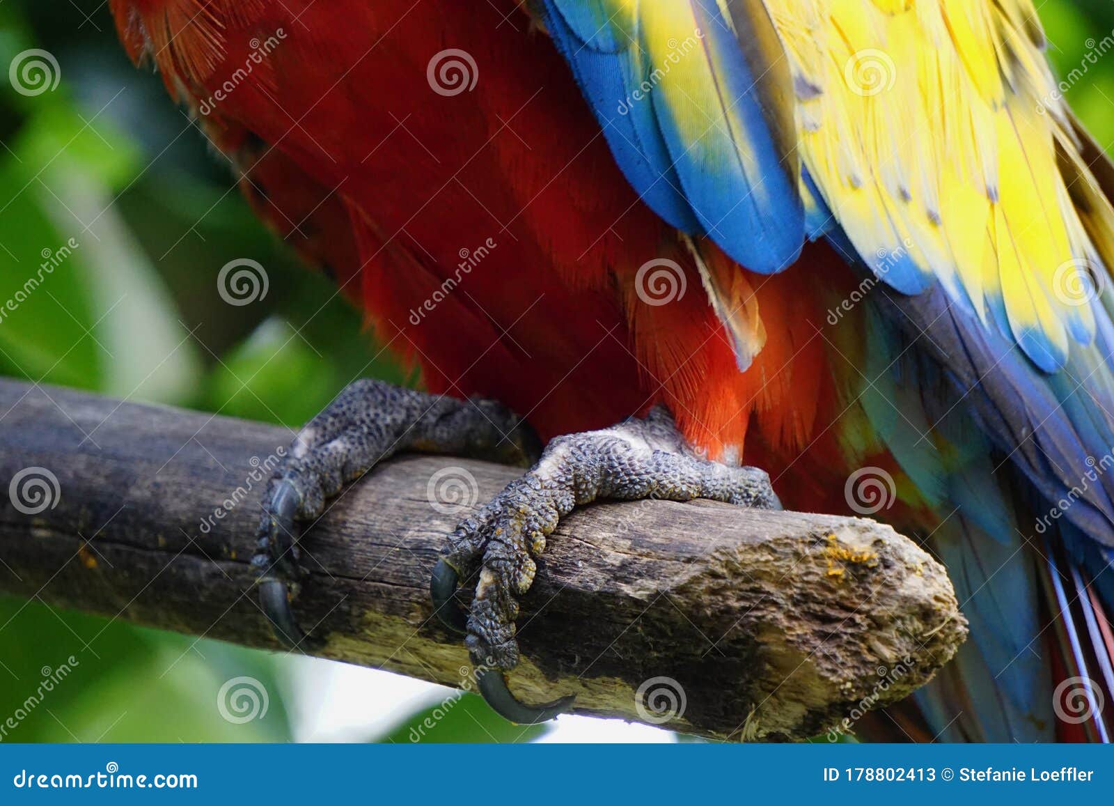 Claws of a scarlet macaw stock image. Image of birding - 178802413