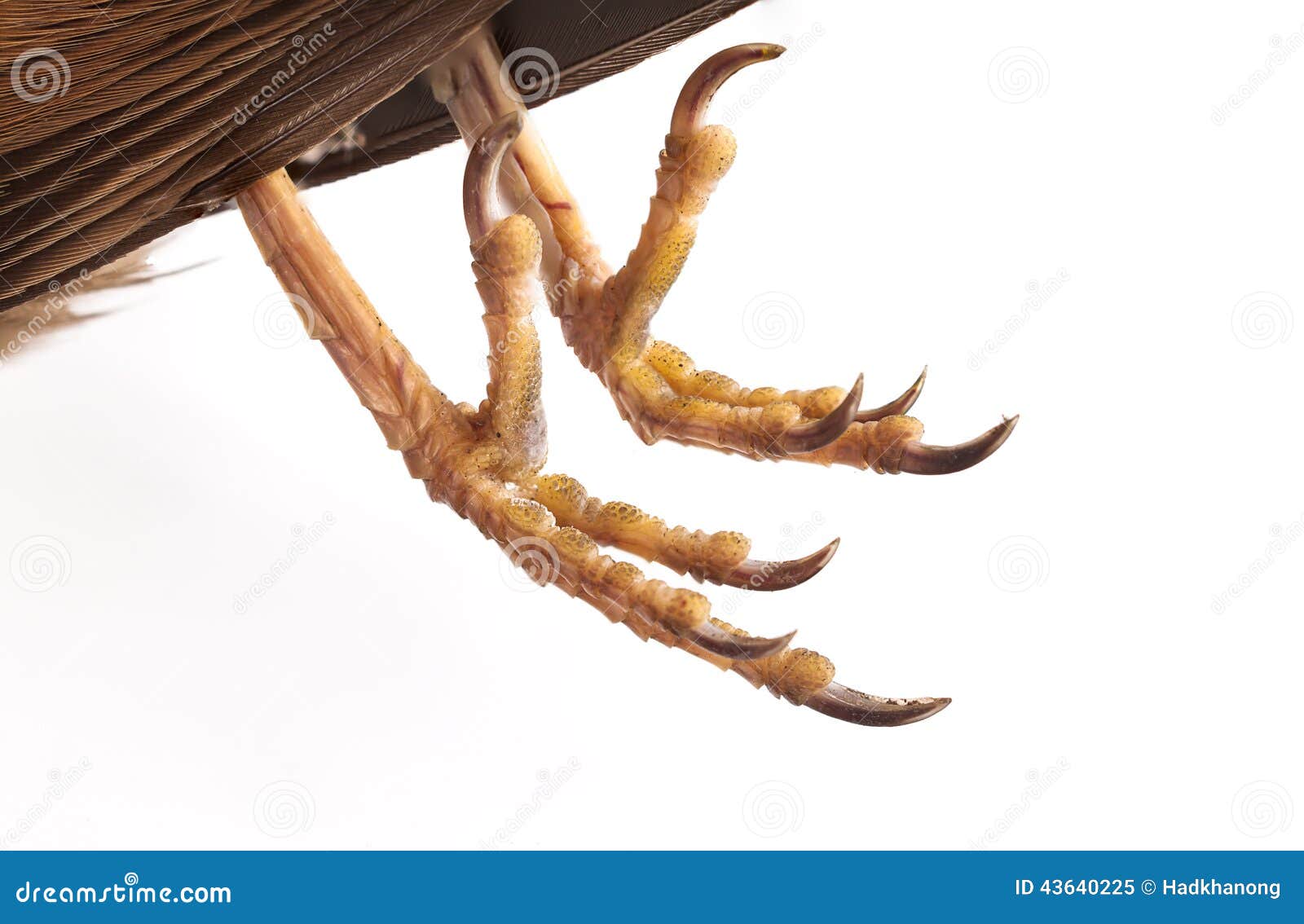 Claws of sparrow stock image. Image of dead, brown, bird - 43640225