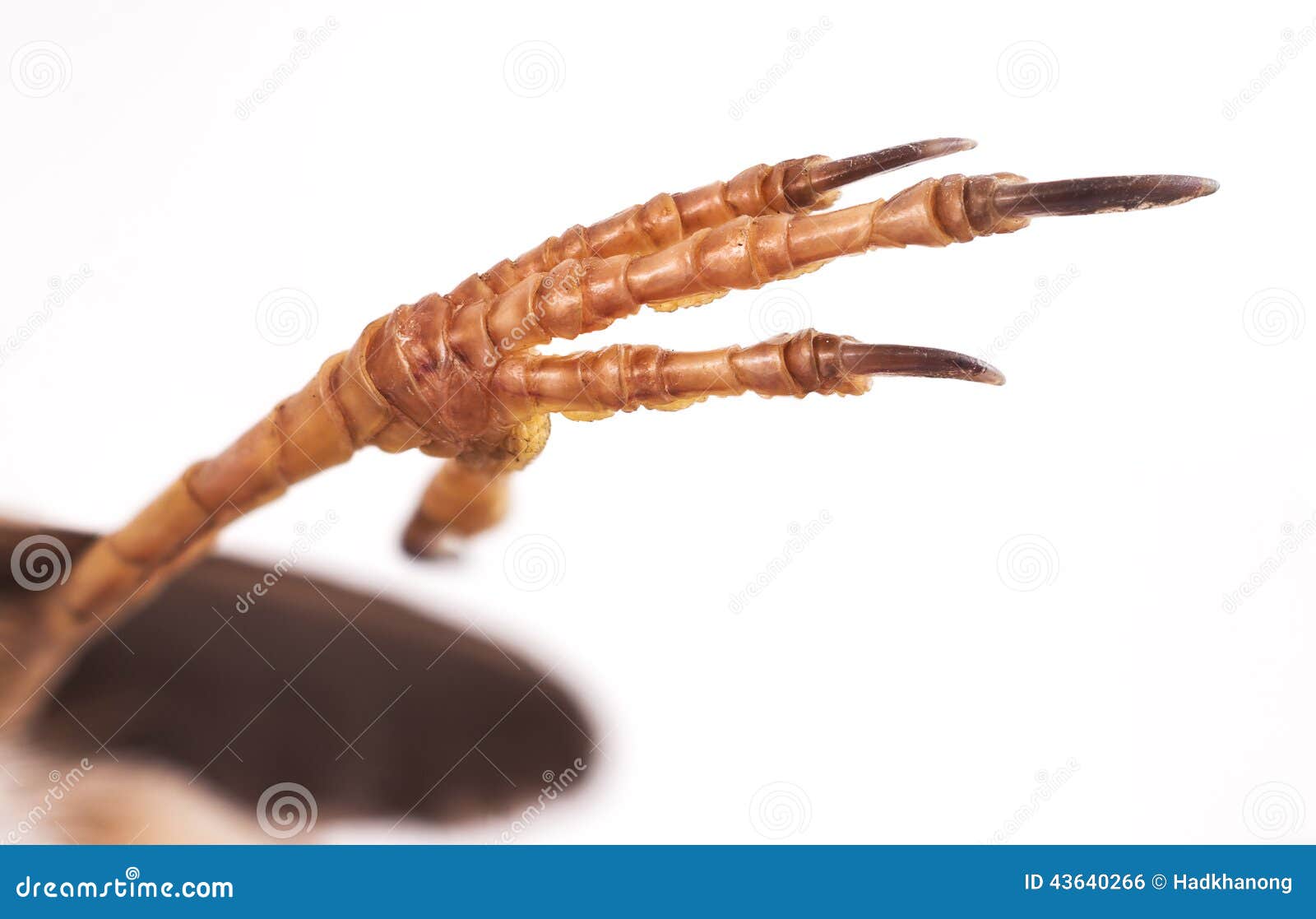 Claws of sparrow stock photo. Image of white, animal - 43640266