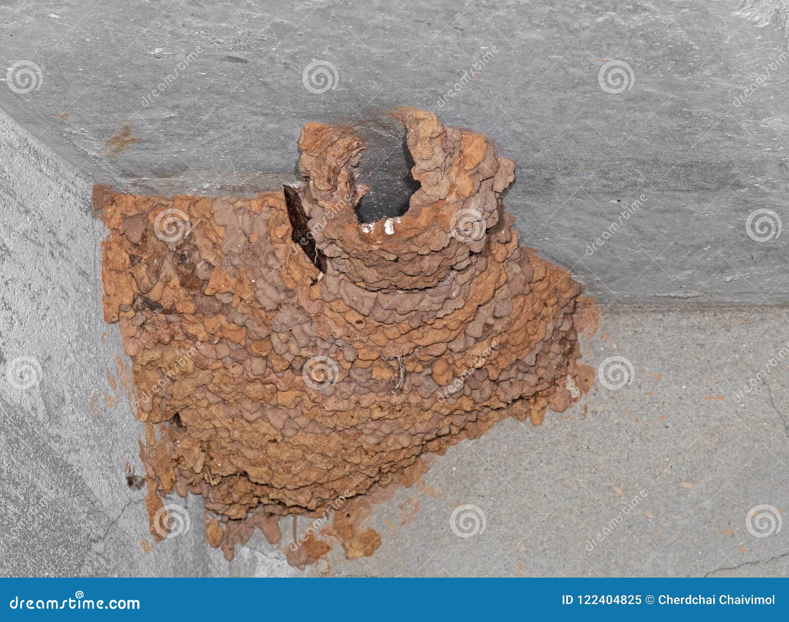 Clay Cliff Swallow Nest on the Ceiling Stock Image - Image of animal ...