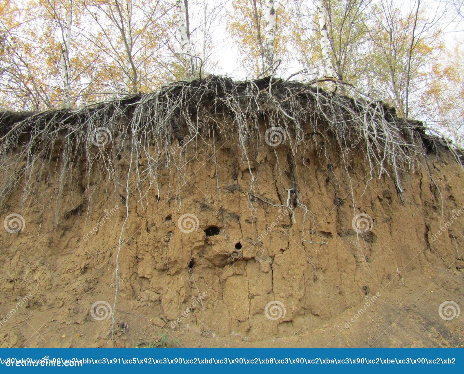 Clay cliff with tree roots stock image. Image of branch - 232332595