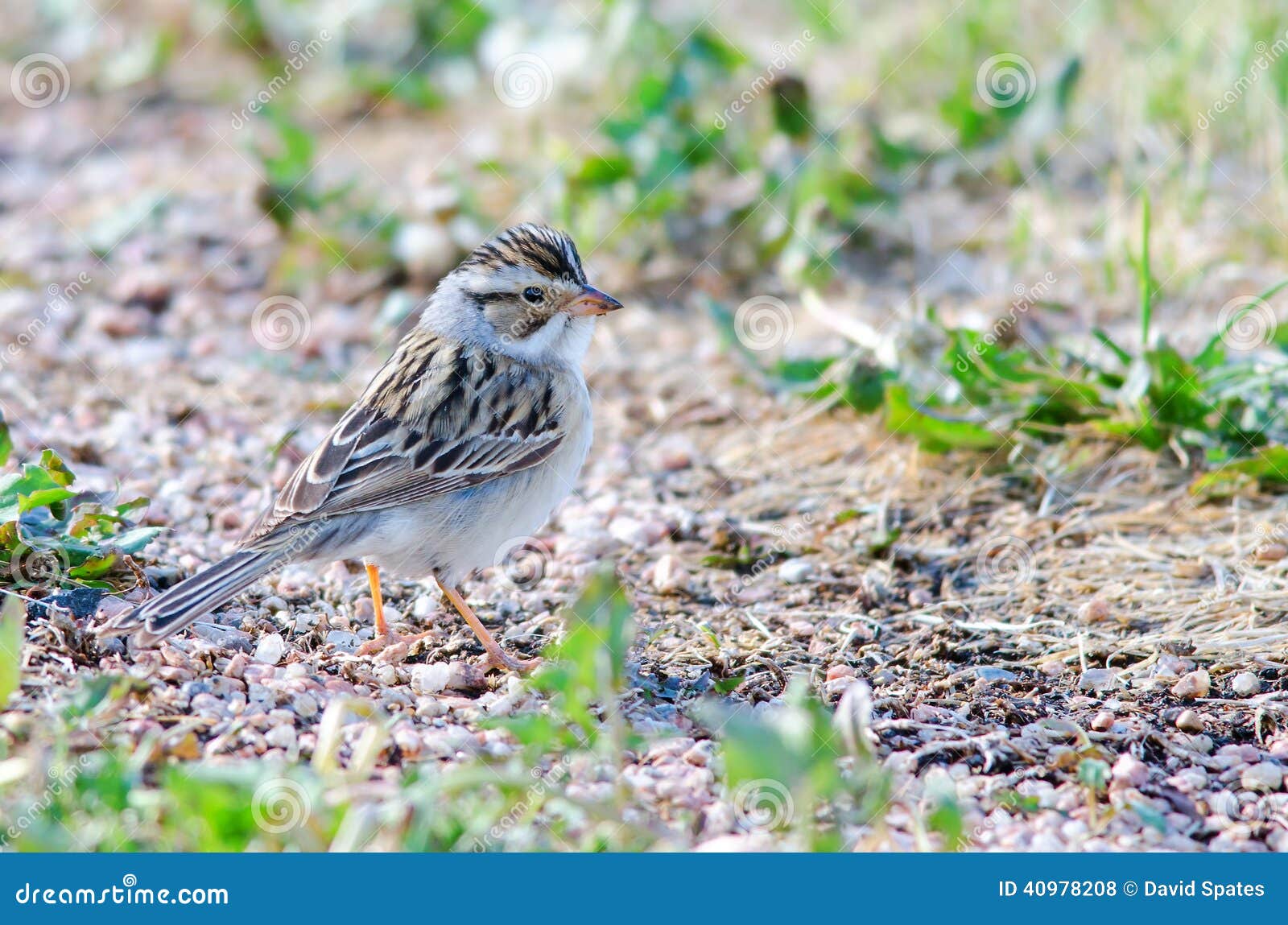 Clay-colored Sparrow stock photo. Image of nature, outdoors - 40978208
