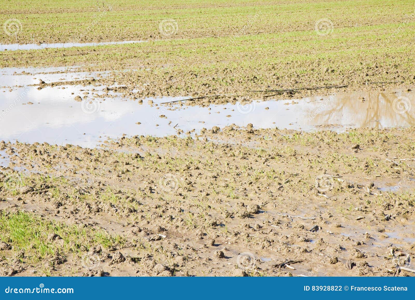 Clay Flooded Fields after Torrential Rain Stock Photo - Image of global ...