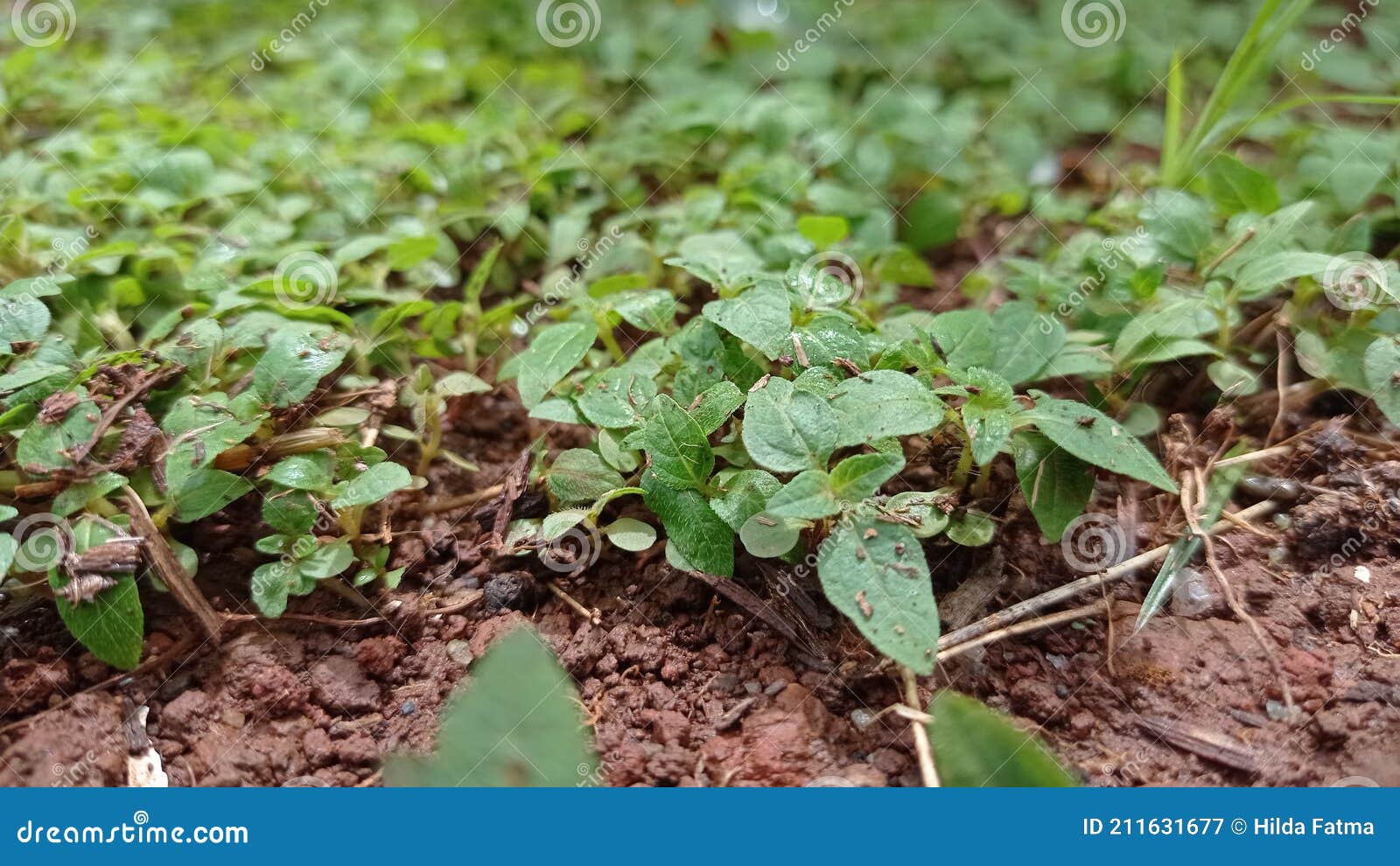 Clay Grass that Filled the Ground Stock Image - Image of flower ...