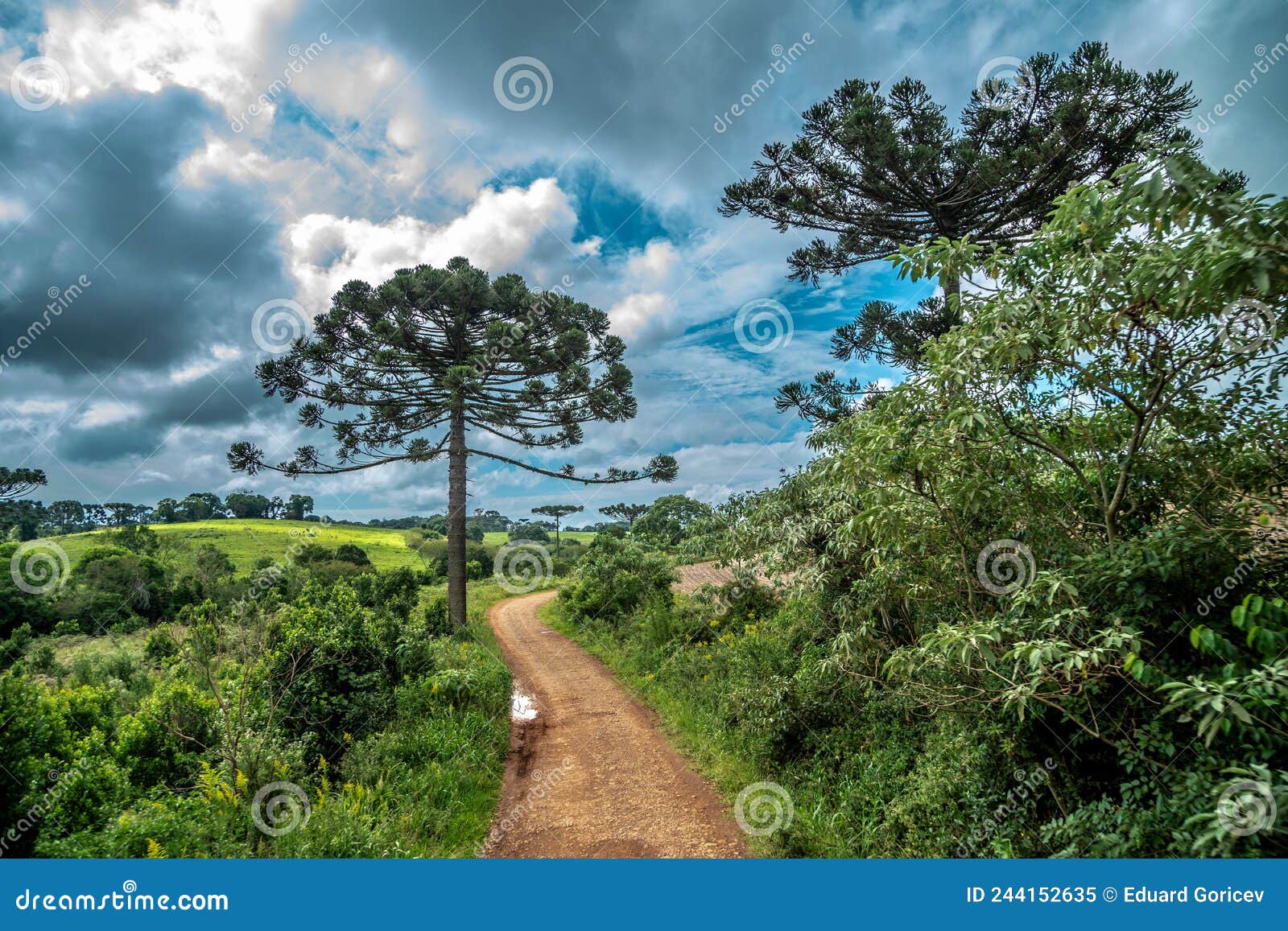 Clay Path in Nature between Forests and Fields Stock Image - Image of ...