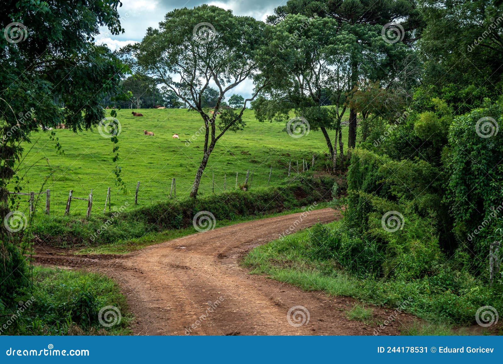 Clay Path in Nature between Forests and Fields Stock Image - Image of ...