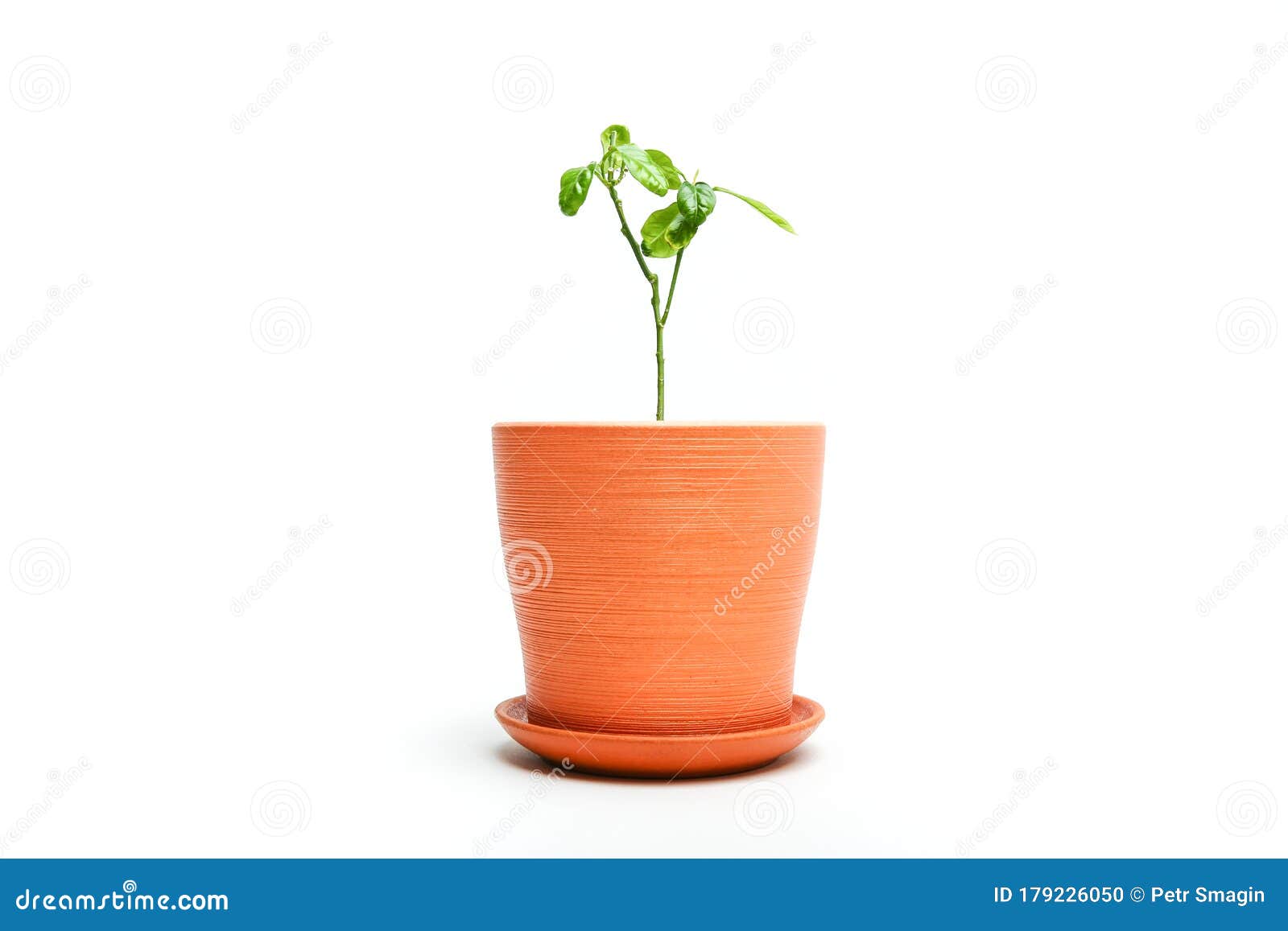 Clay Pot with Sprout of Tree Stock Photo - Image of life, earth: 179226050