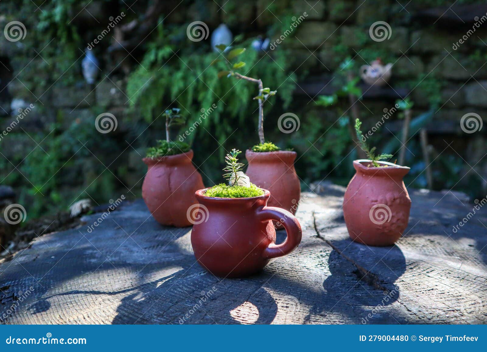 Clay Pots with Bonsai Tree in Garden Stock Photo - Image of fresh ...