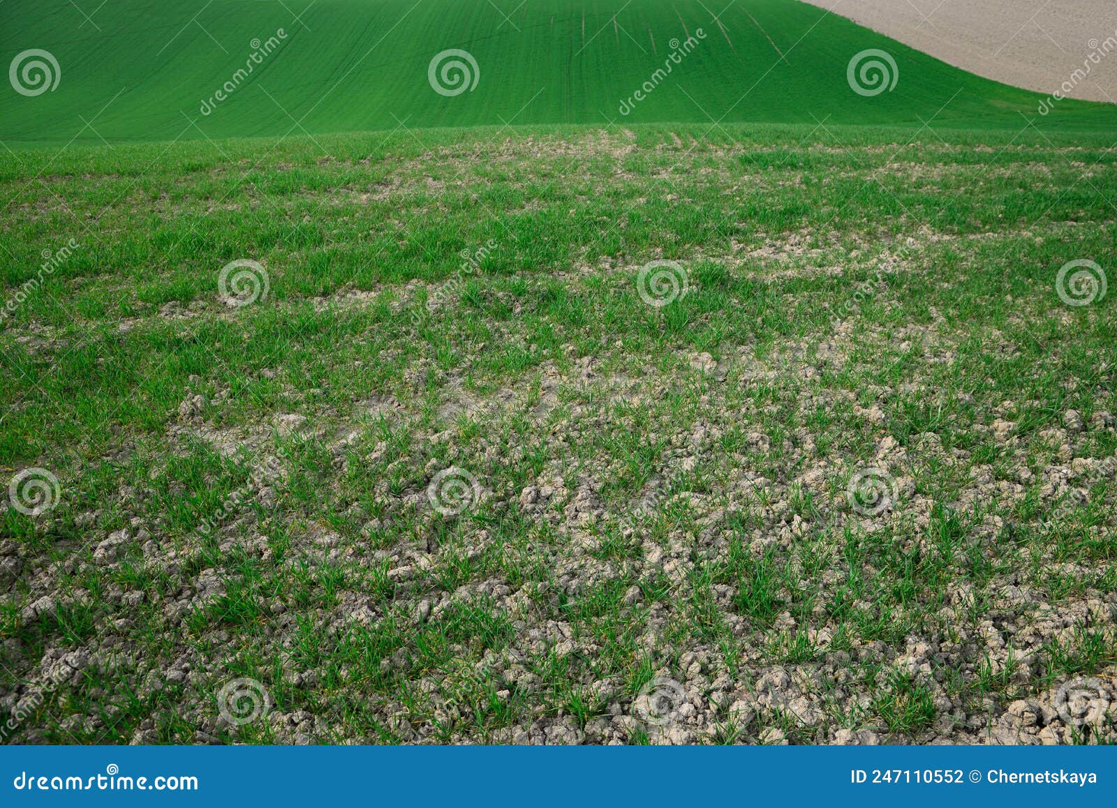 Clay Soil Field with Lush Green Grass Stock Photo - Image of farmland ...