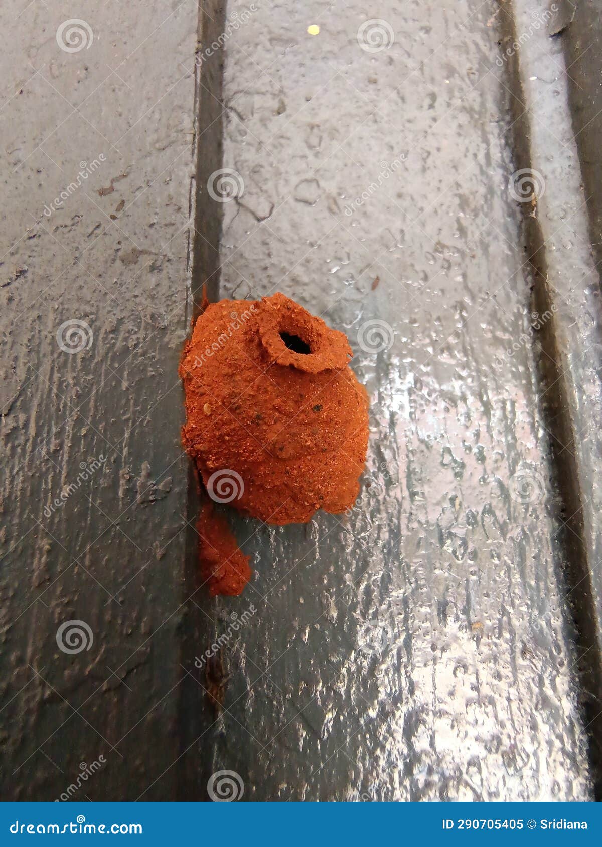 Clay wasp nest on the door stock image. Image of hole - 290705405
