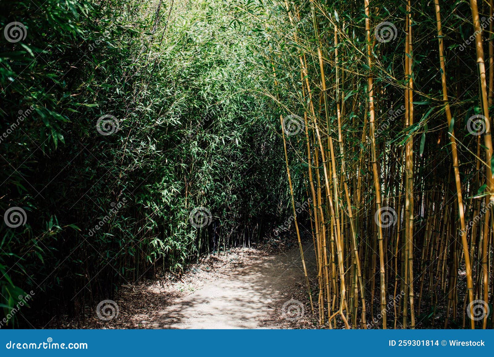 Clay Way between Dense Bamboo with Shiny Sunlight Stock Photo - Image ...