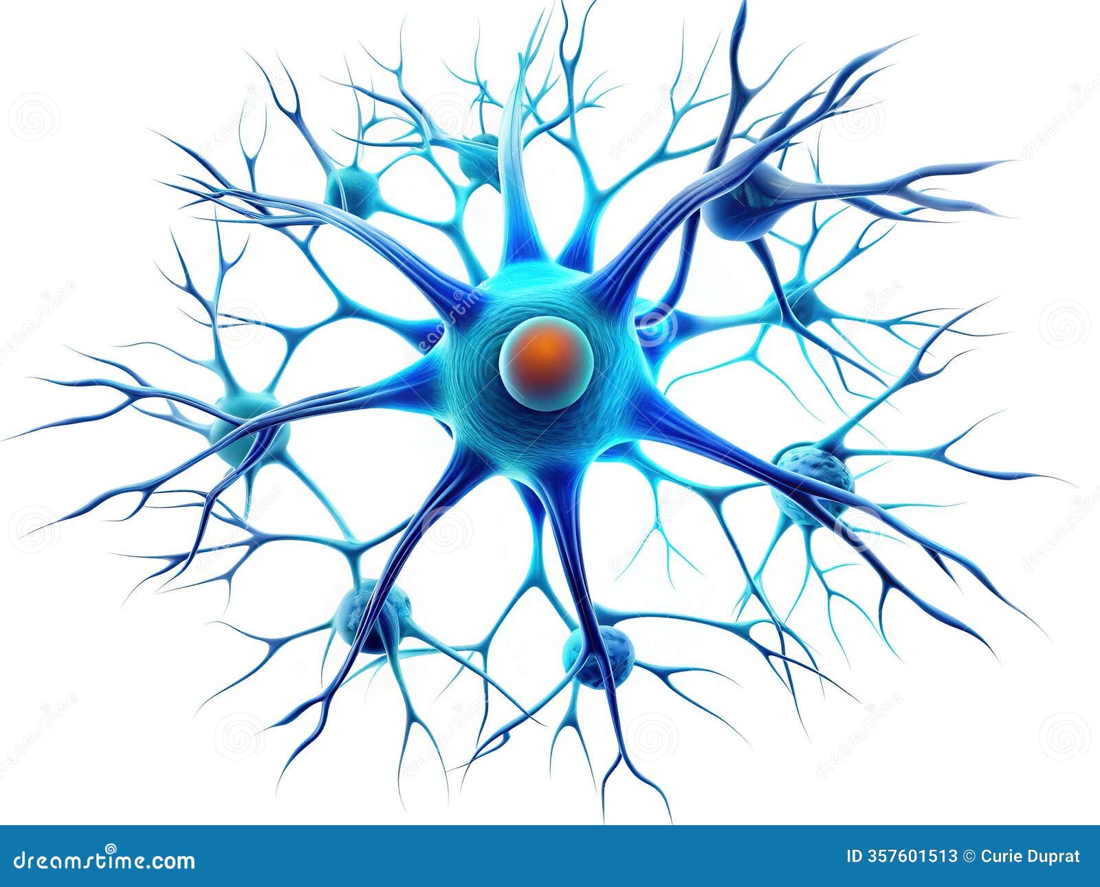 Simplified Neuron Structure A Minimalist Illustration Of Dendrites ...