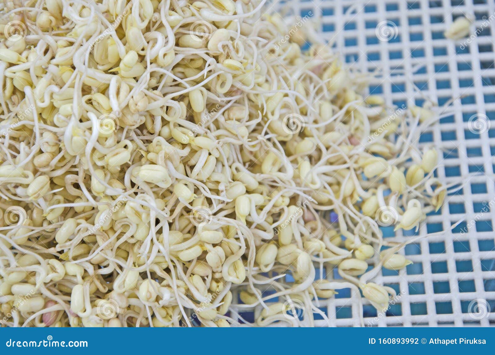 Soy Grids Stock Photos - Free & Royalty-Free Stock Photos from Dreamstime