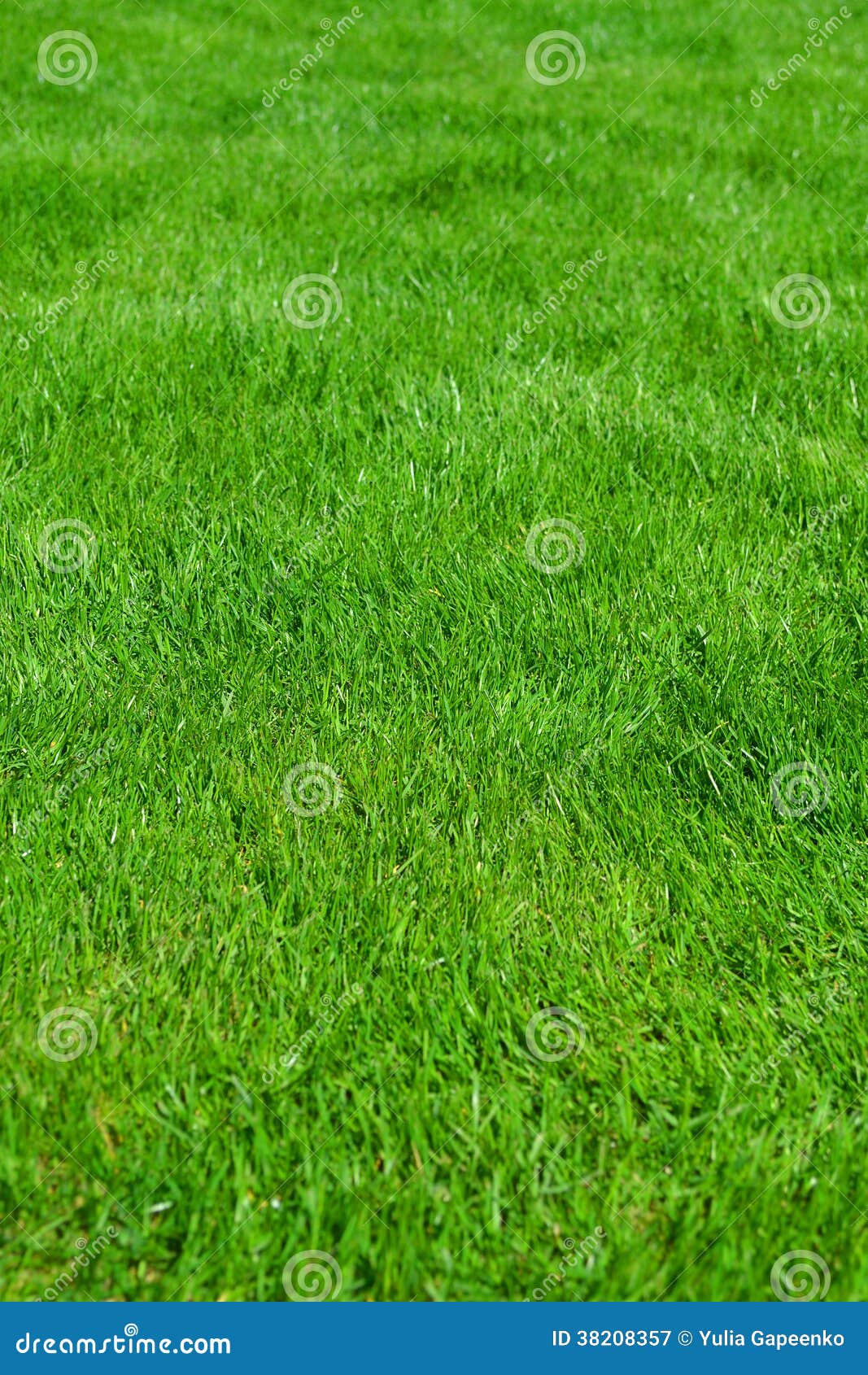Clean Beautiful Background Green Grass. Stock Image - Image of front ...