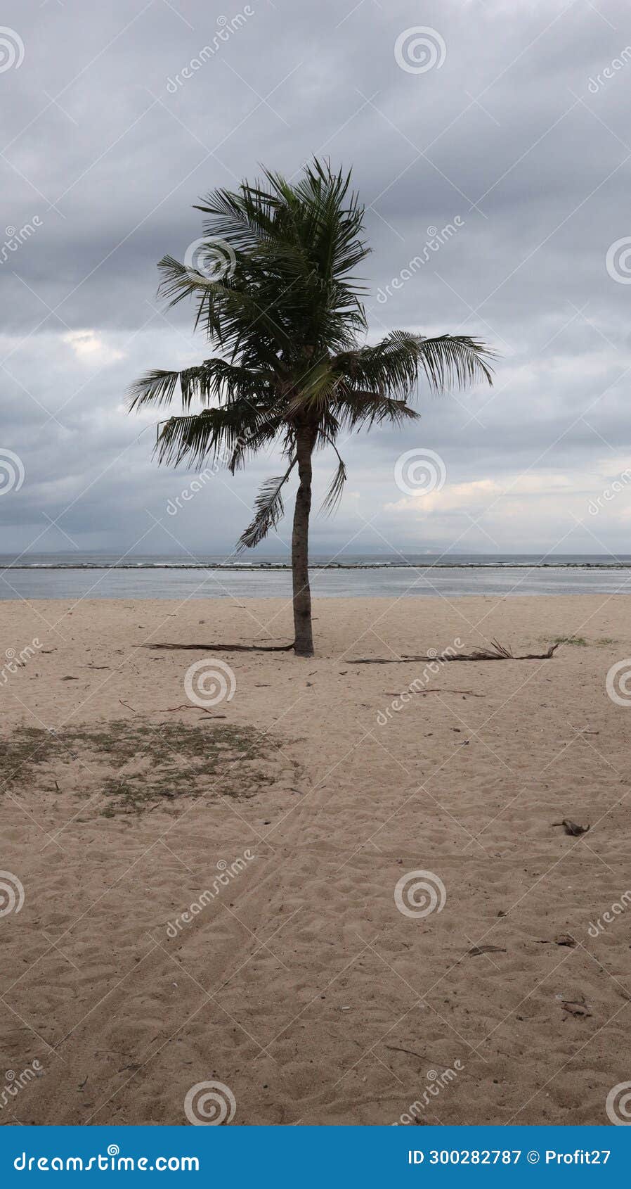 Clean and Beautiful Beachside Coconut Trees on the Island of Bali Stock ...