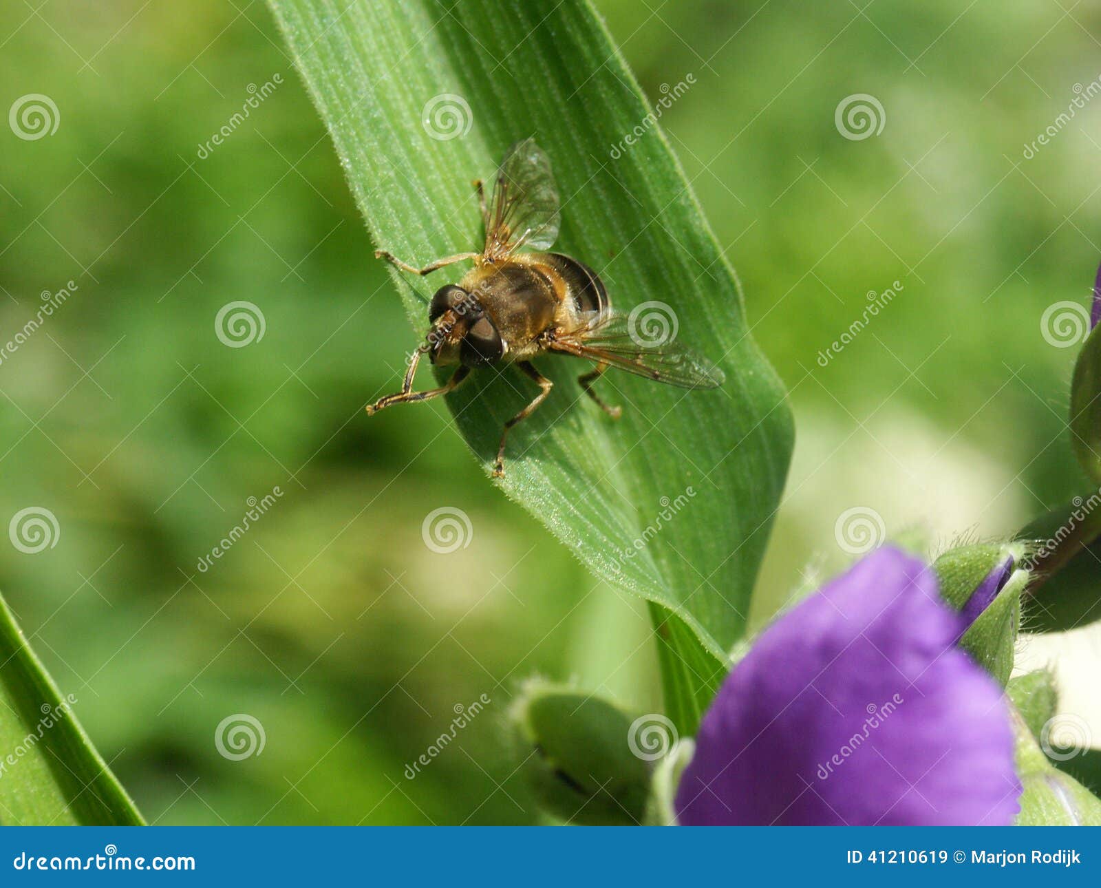 Clean bee stock image. Image of dutch, blaadjes, tuin - 41210619