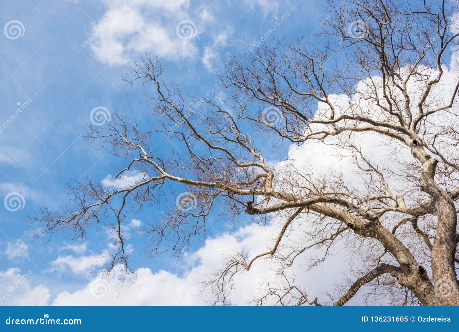 With Clean and Blue Sky,leafless Old Huge Plane Tree Stock Image ...