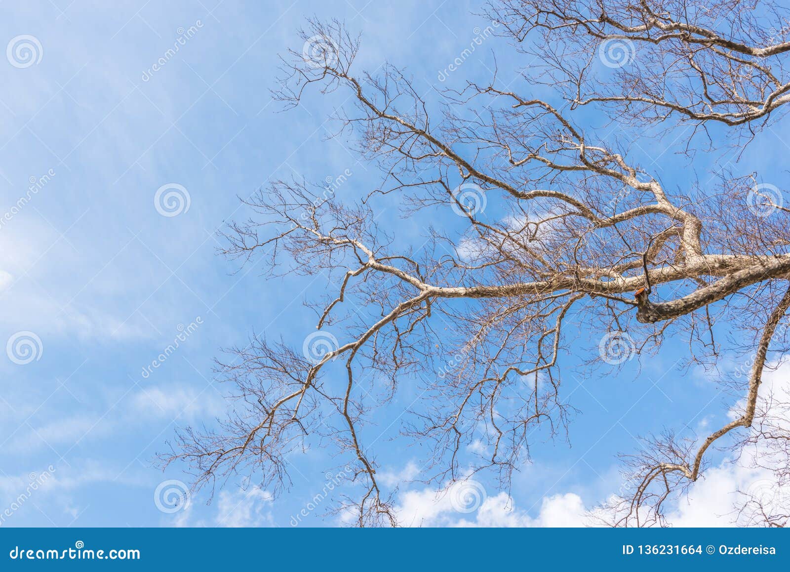 With Clean and Blue Sky,leafless Old Huge Plane Tree Stock Photo ...
