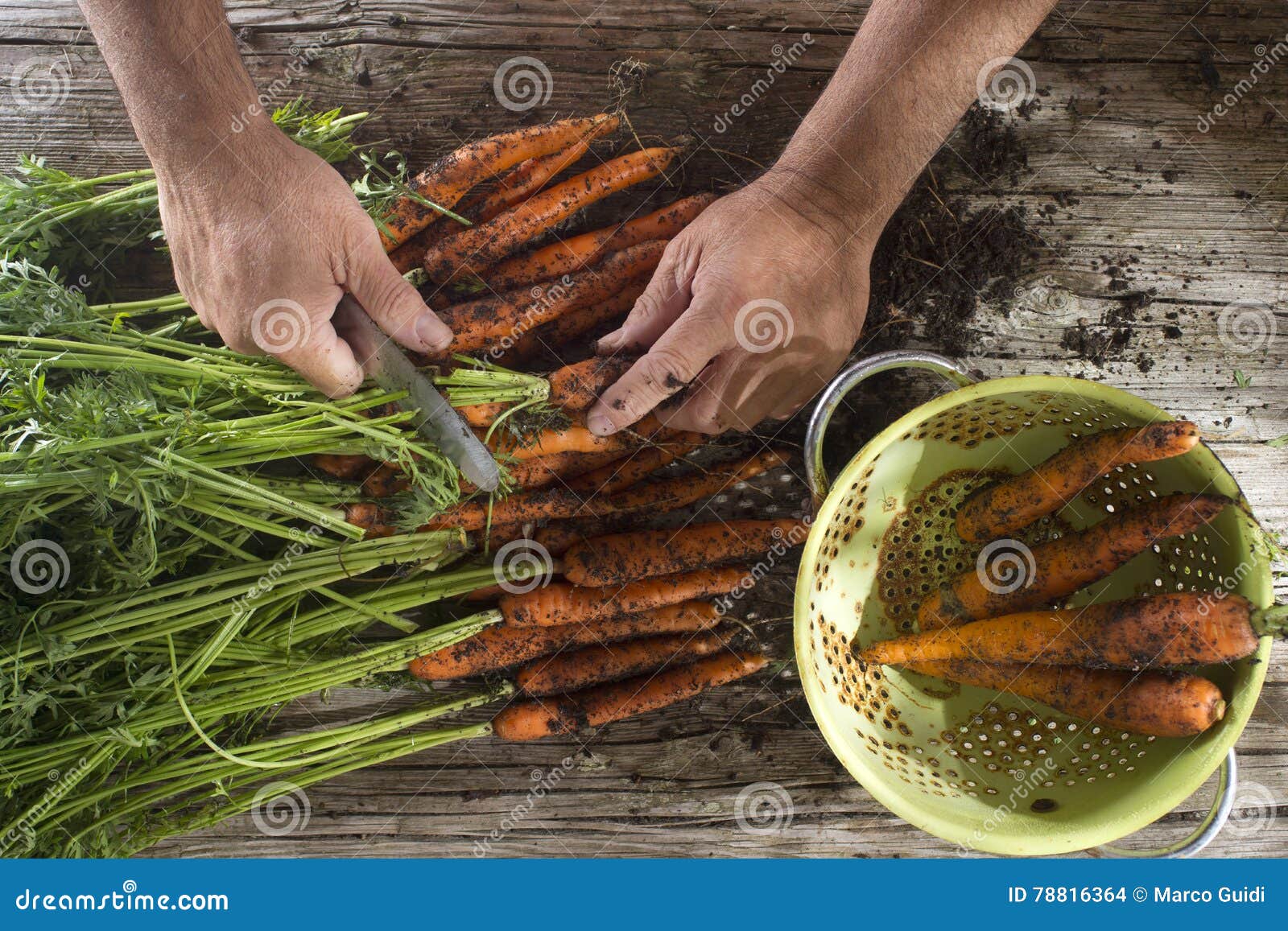 Clean a bunch of carrots stock photo. Image of farmer - 78816364