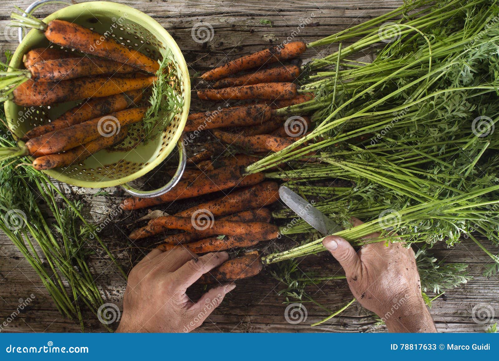 Clean a bunch of carrots stock image. Image of plant - 78817633