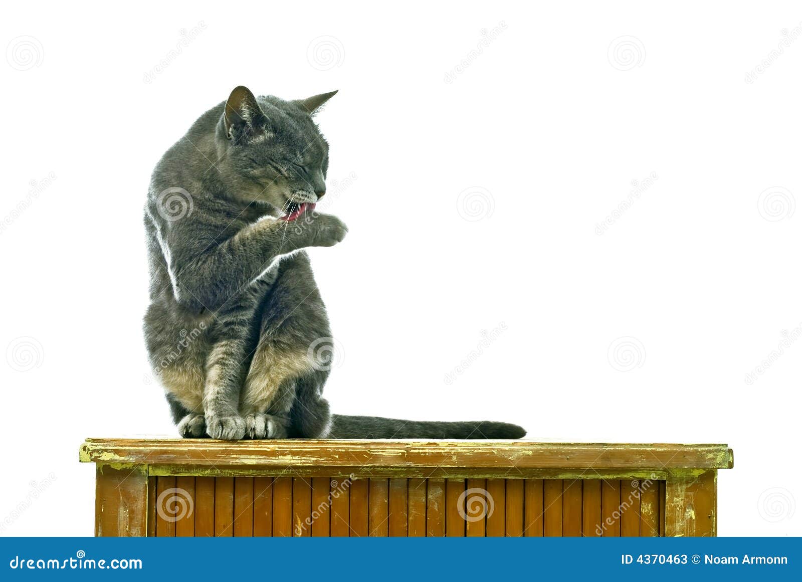 Clean cat stock image. Image of life, breed, beautiful - 4370463