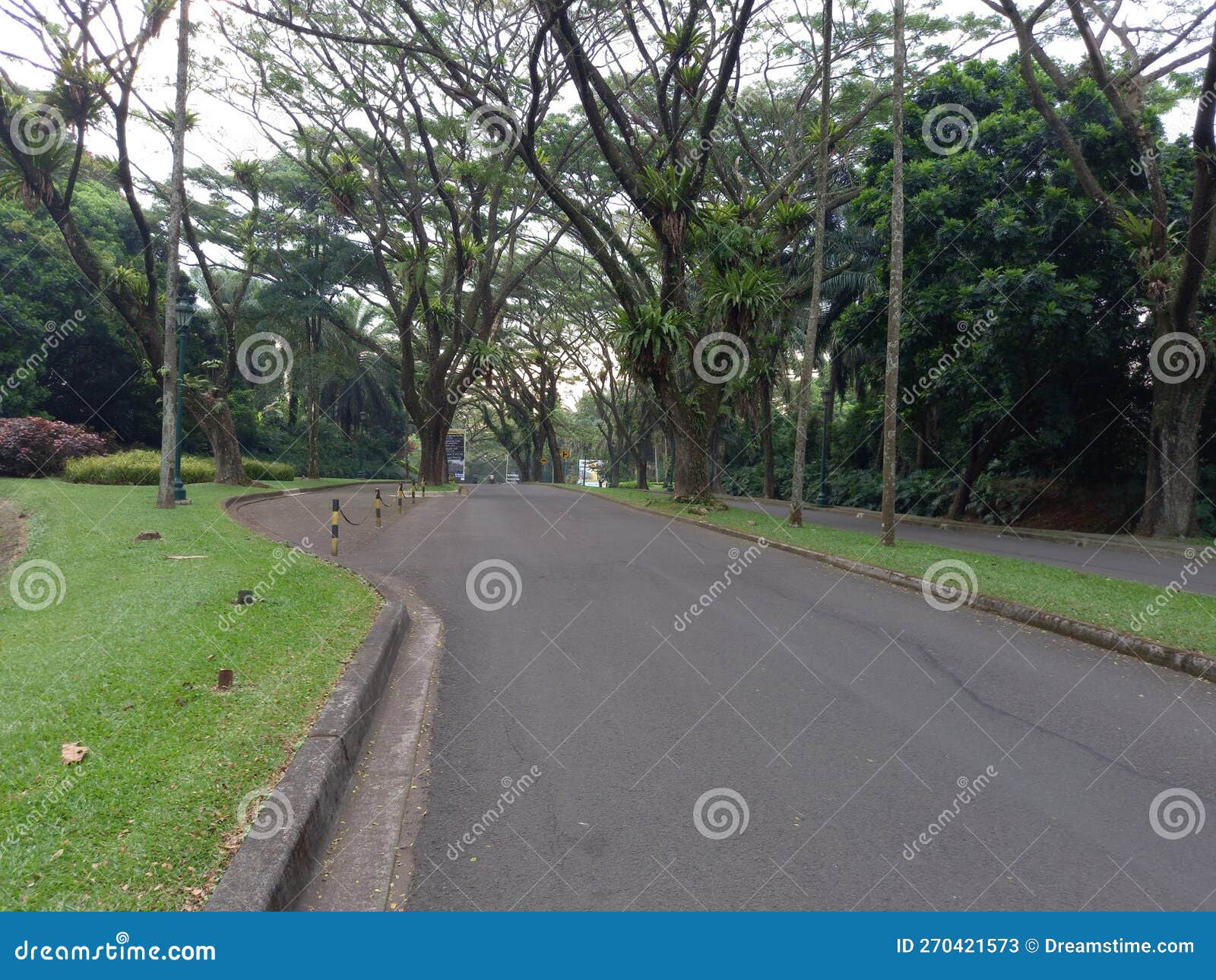 A Clean and Cool Highway among the Trees Stock Image - Image of ...