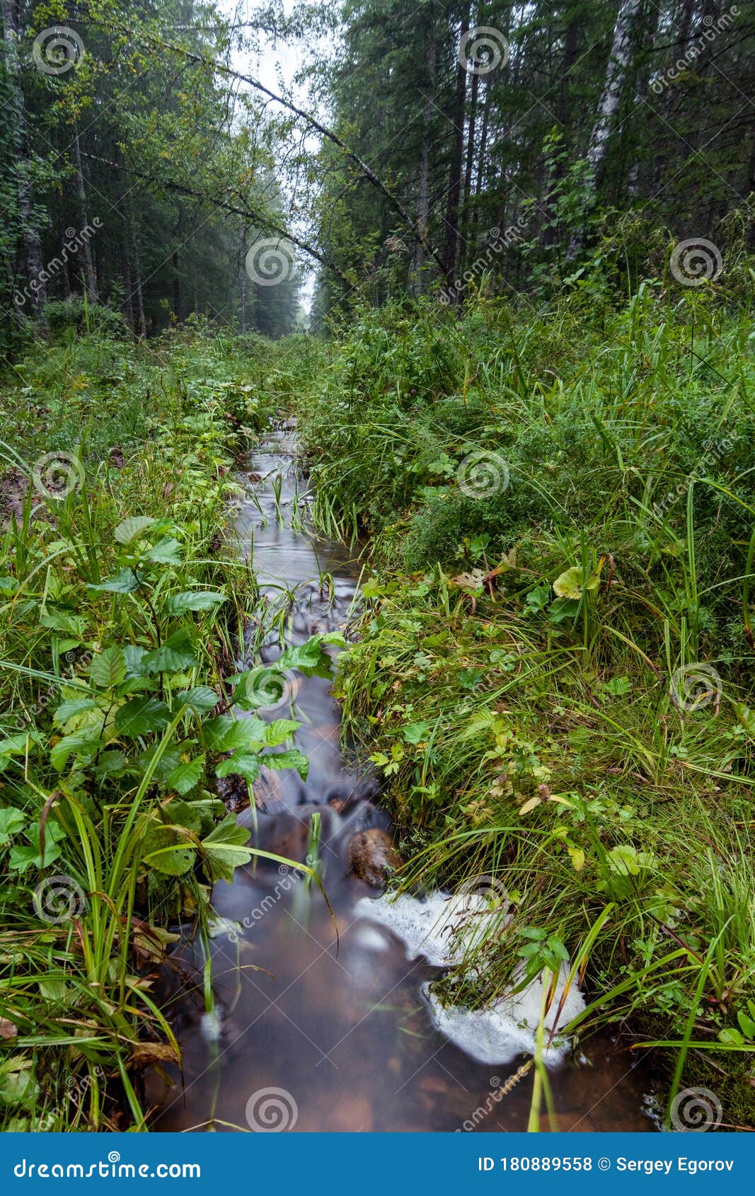 Clean Creek Running through the Summer Forest Stock Photo - Image of ...