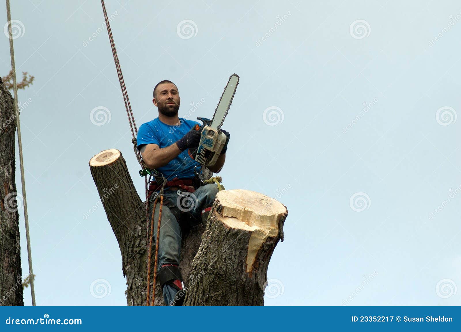 A clean cut tree man stock image. Image of stump, arbourist - 23352217