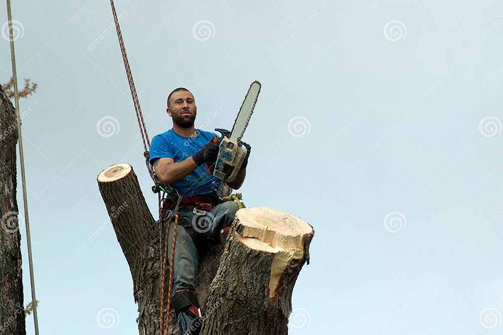 A clean cut tree man stock image. Image of stump, arbourist - 23352217