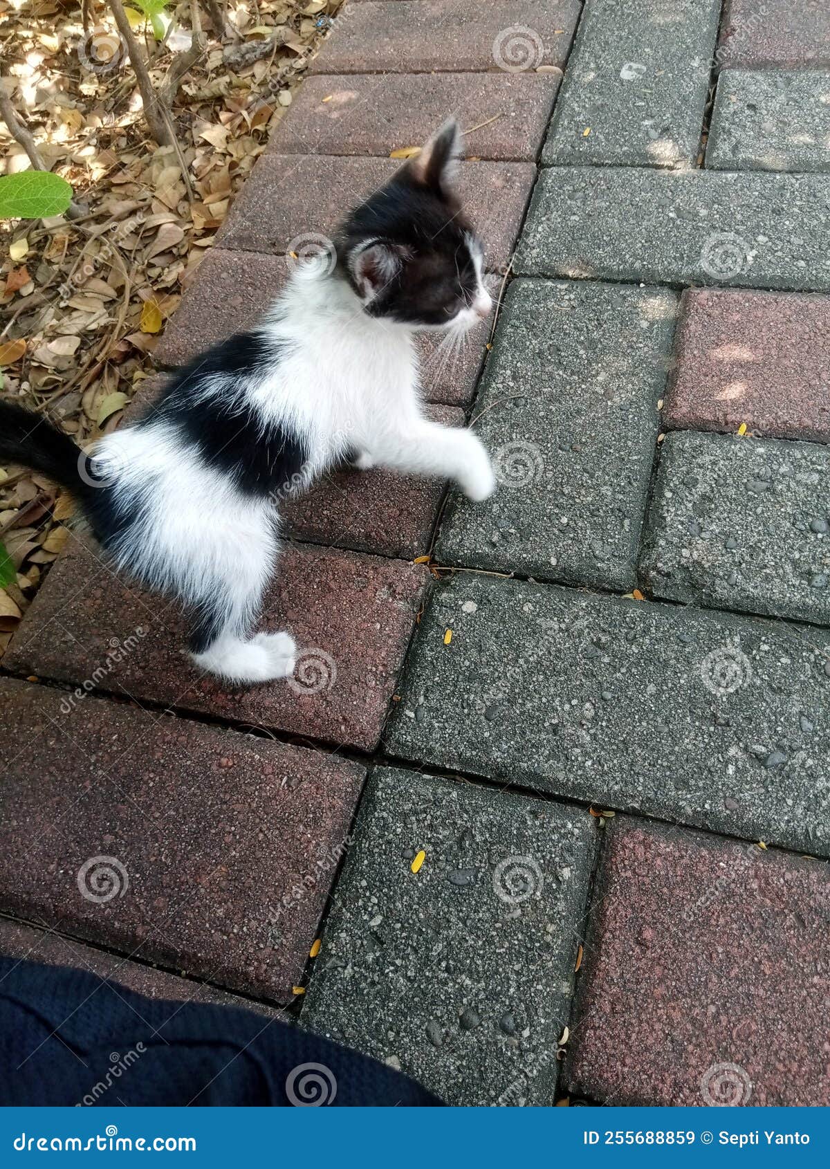 Clean and cute Kitten stock image. Image of flooring - 255688859