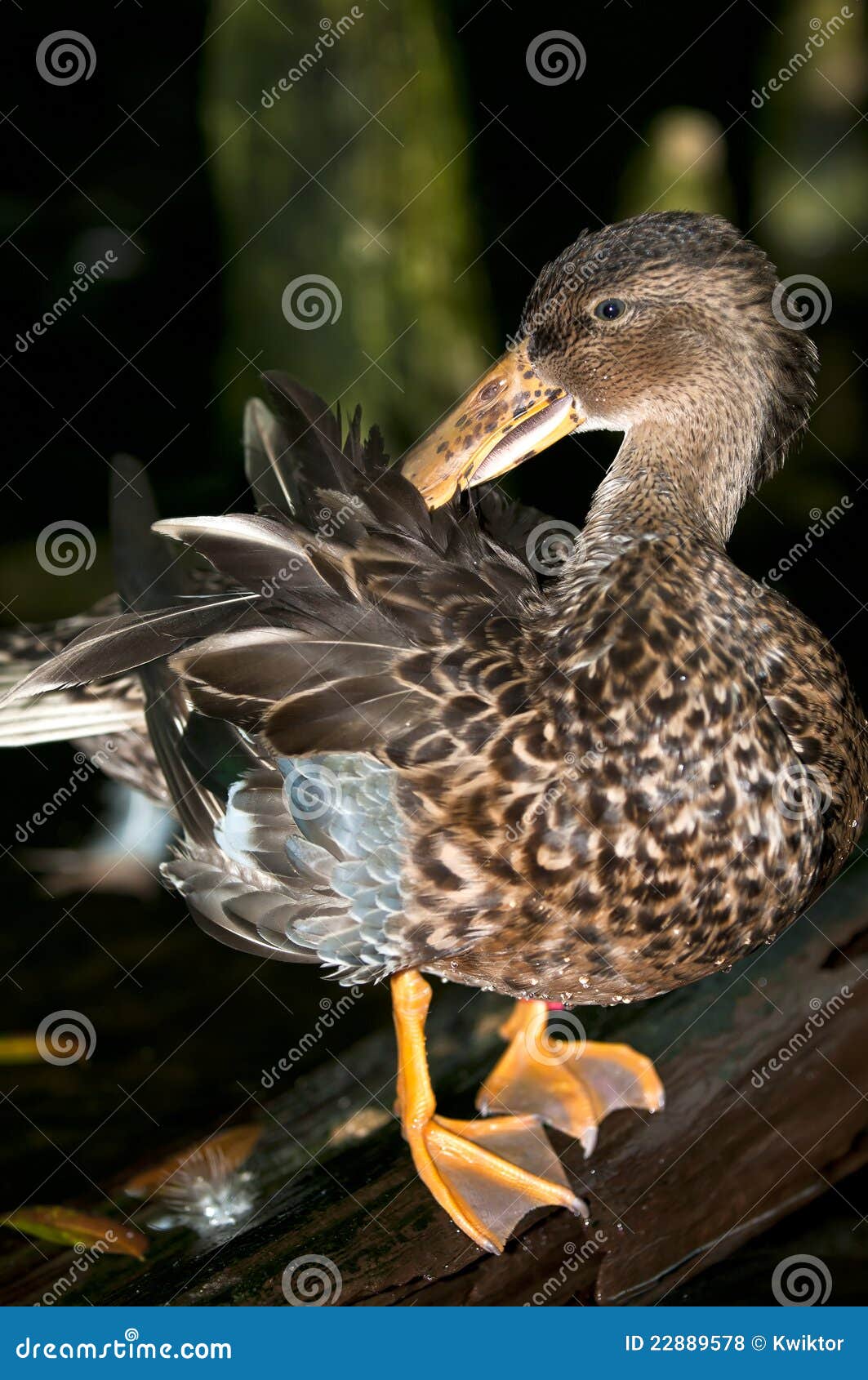 Clean Duck stock photo. Image of wildlife, green, beak - 22889578