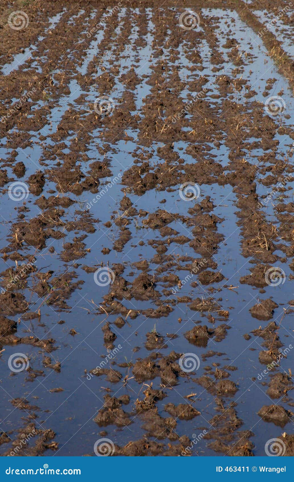 Clean Field under Water stock image. Image of crop, growing - 463411