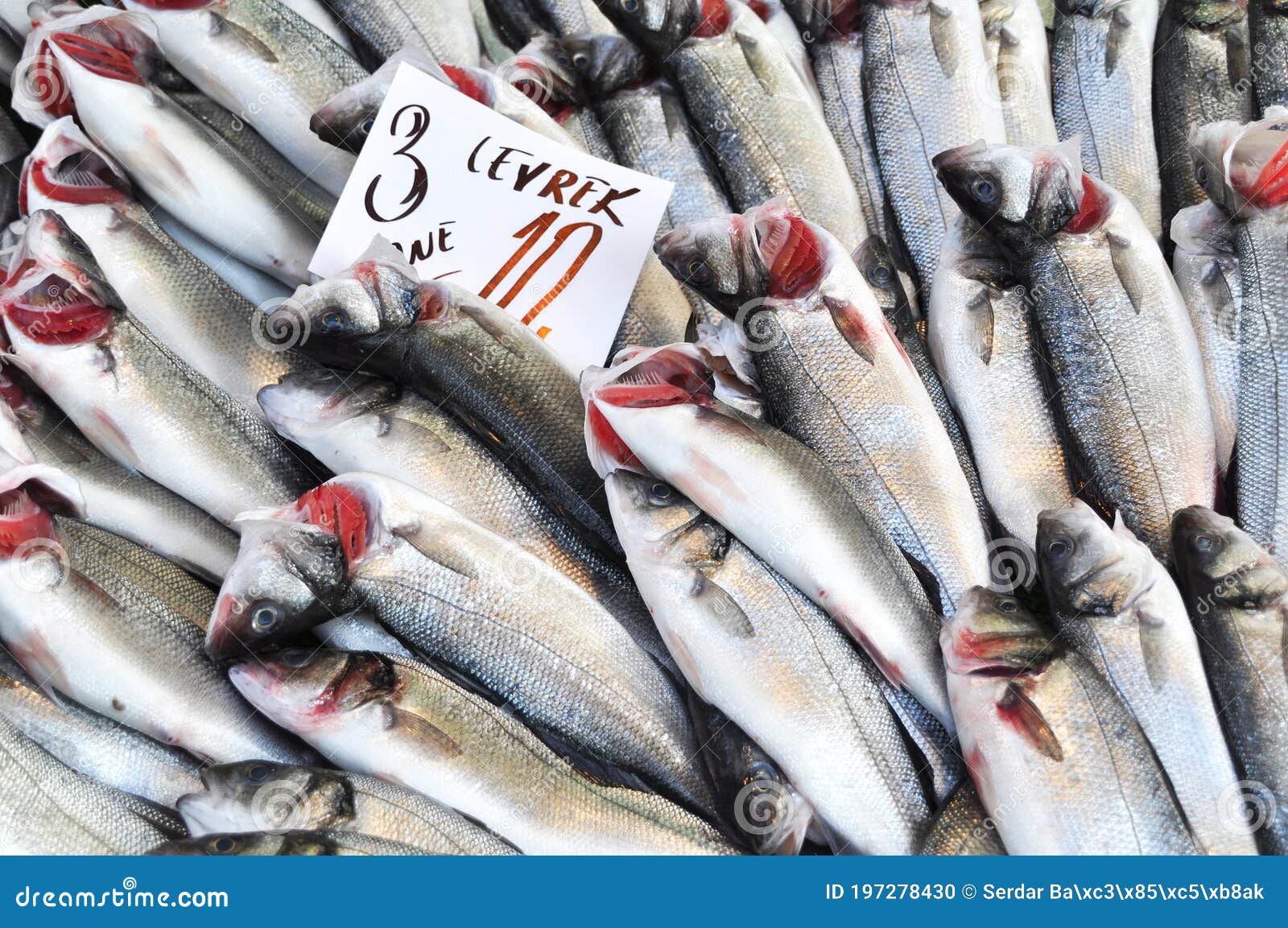 Clean Fish are Sold Fresh at Fish Market, Fresh Perch Fish, Levrek ...