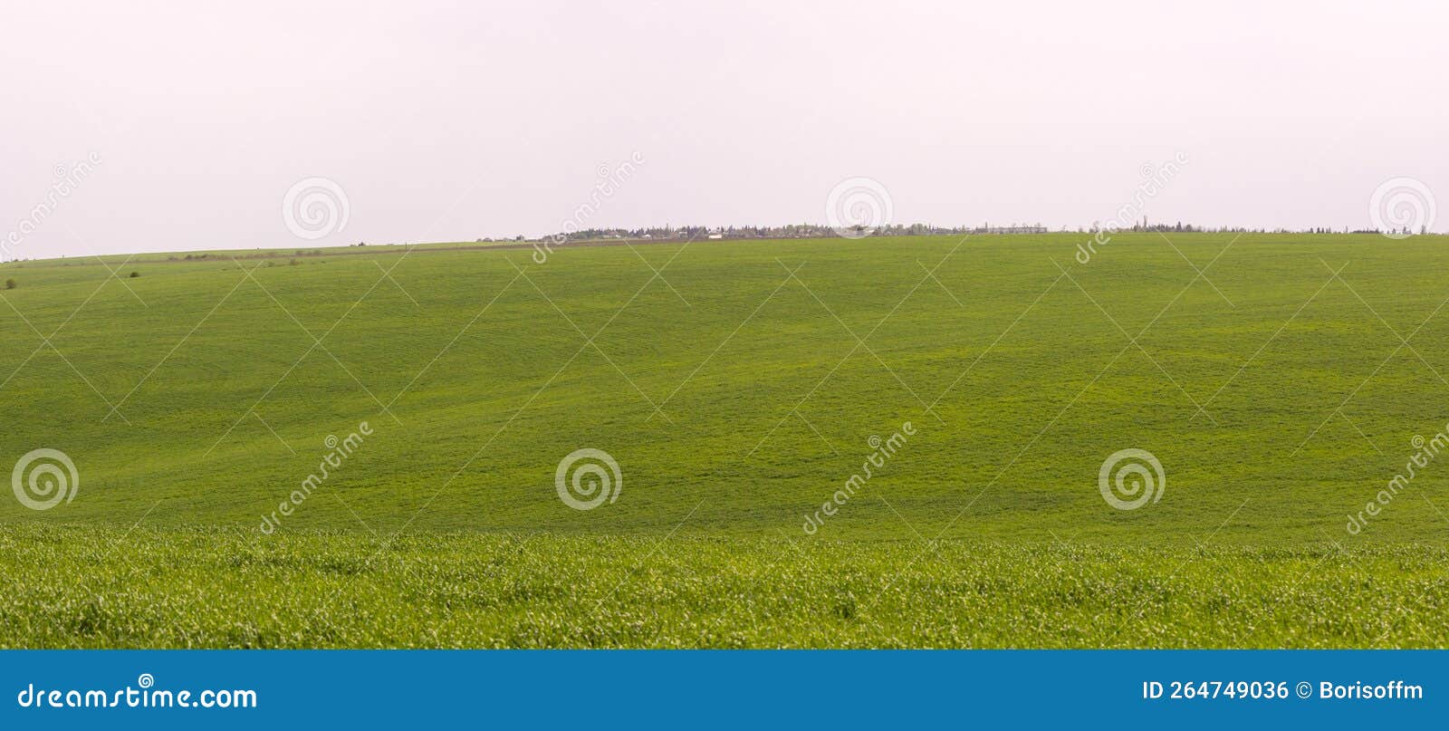 Clean flat green field stock photo. Image of natural - 264749036