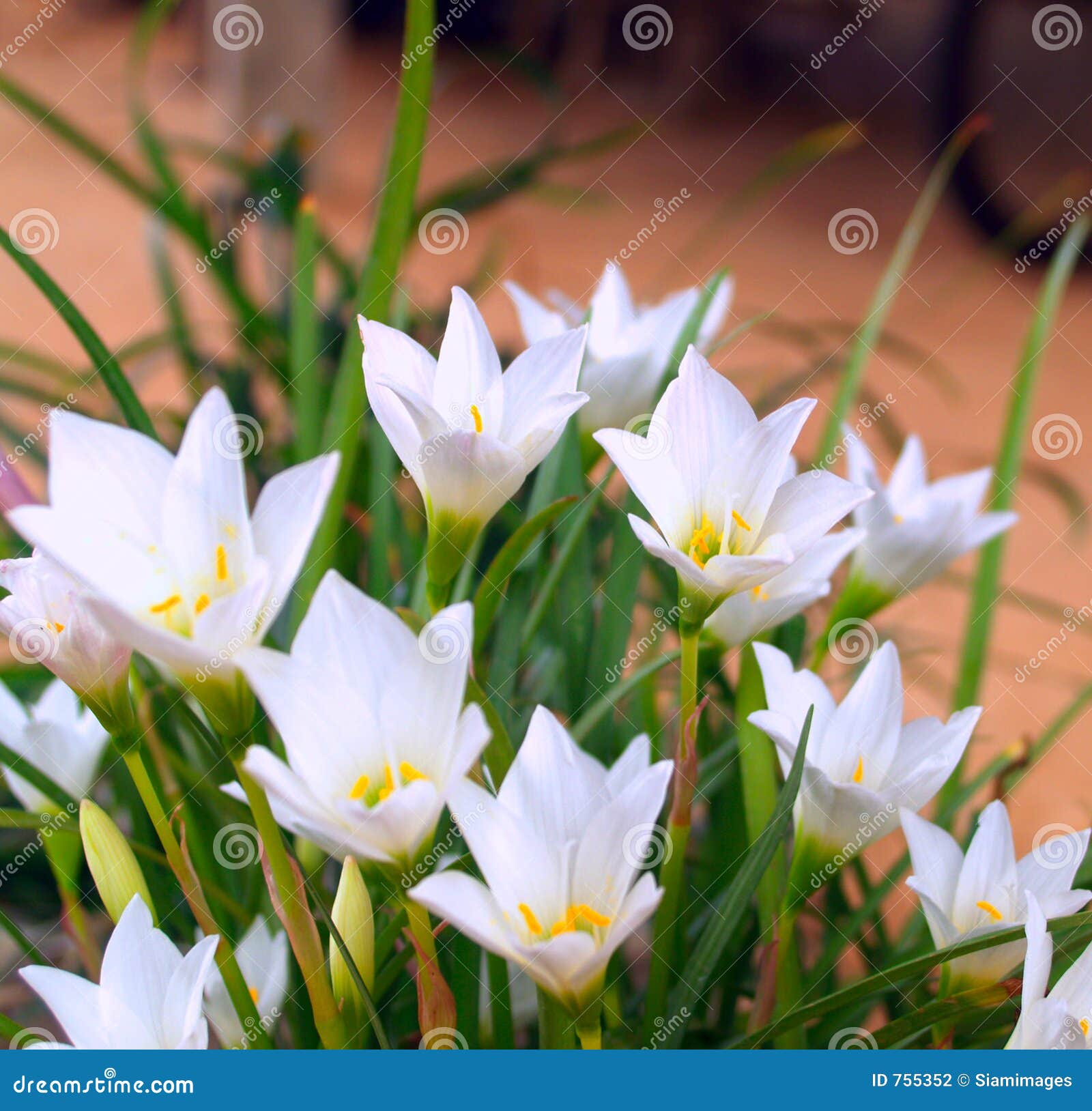 Clean flower 02 stock photo. Image of garden, blossom, velvet - 755352