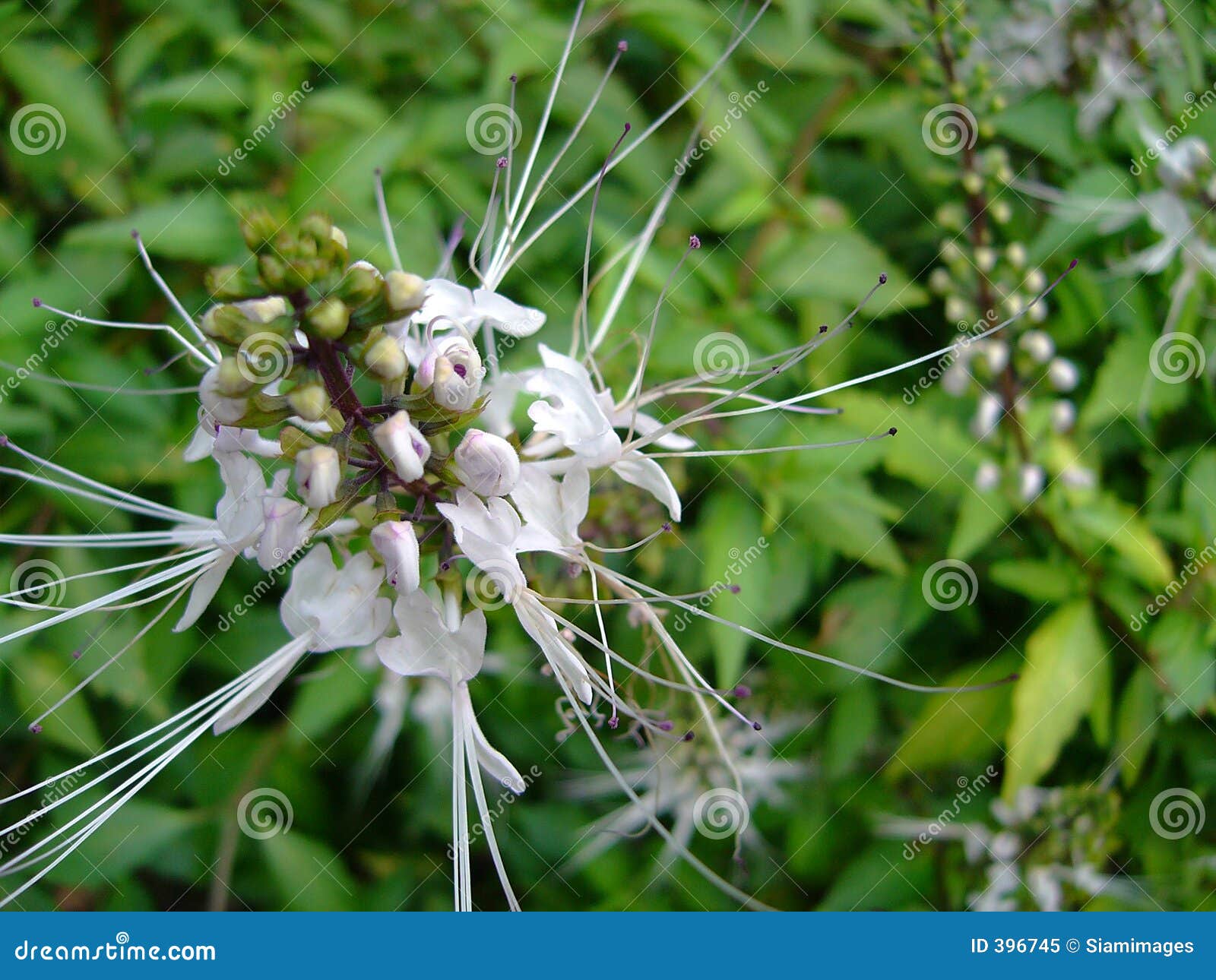 Clean flower stock image. Image of petals, plant, velvet - 396745