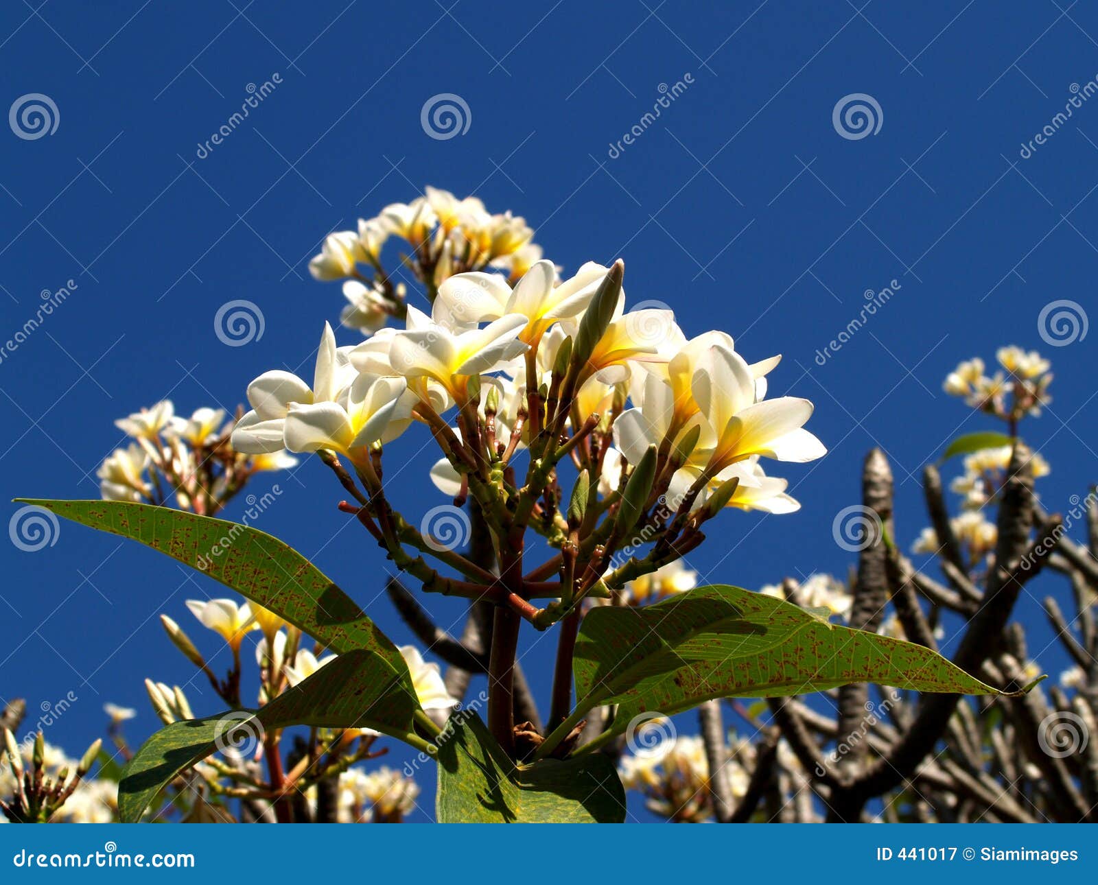 Clean flower stock image. Image of floweret, spring, velvet - 441017
