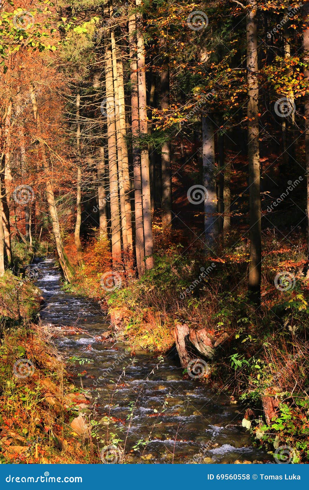 Clean forest river stock photo. Image of fresh, background - 69560558