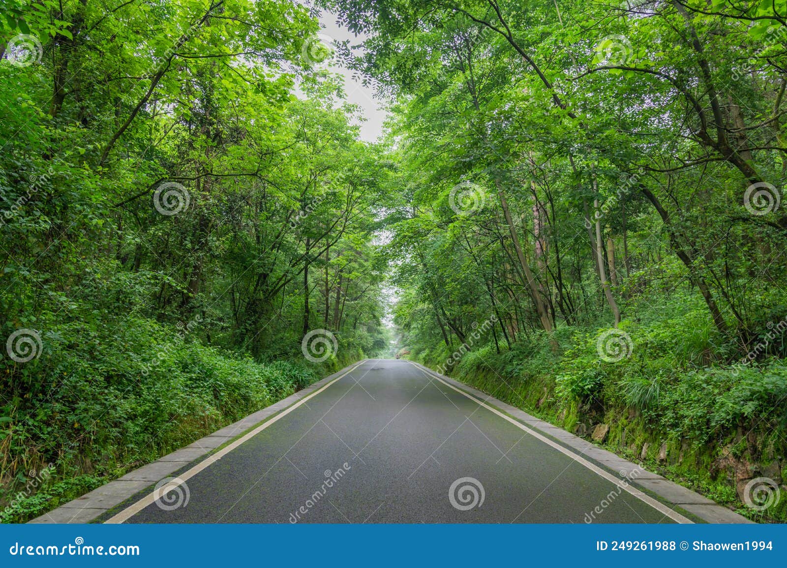 Forest Straight road stock photo. Image of spring, park - 249261988